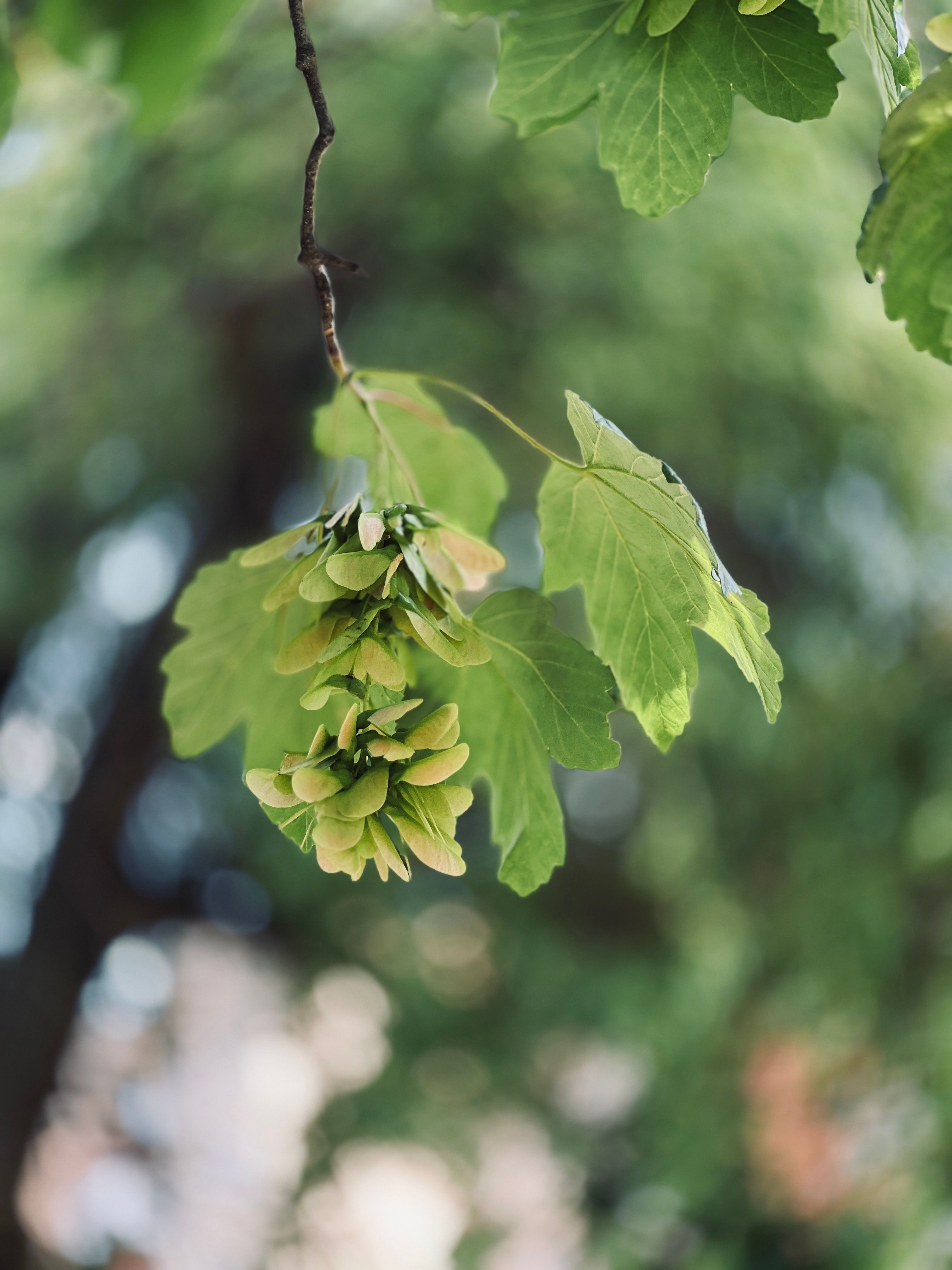 Close-Up of Green Maple Leaves with Seed Pods · Free Stock Photo
