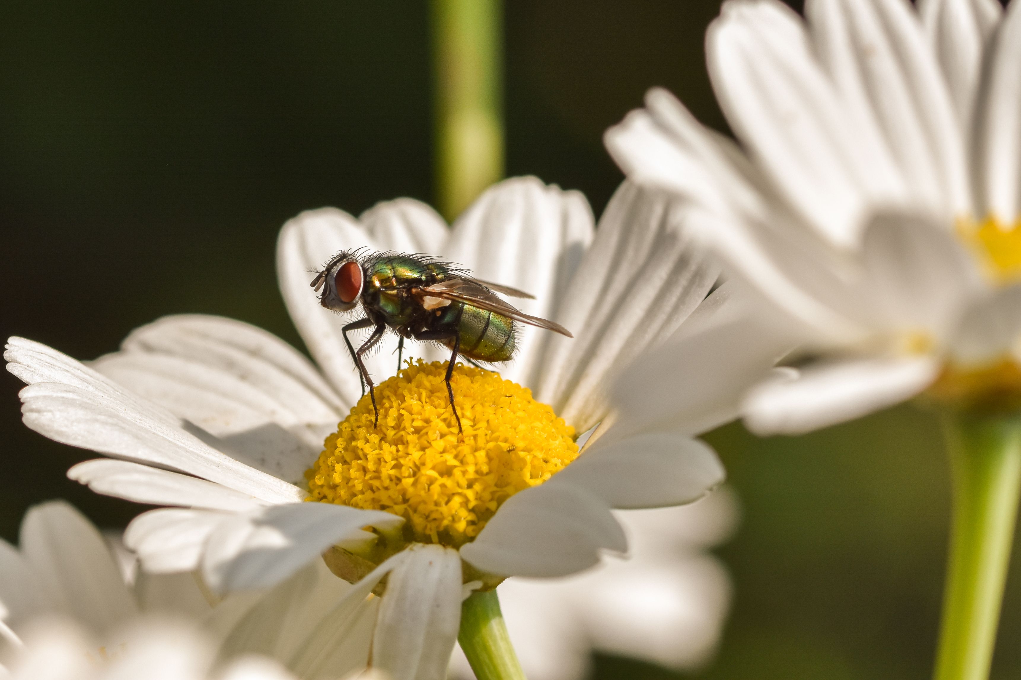 Close-Up of Fly on Oxeye Daisy Petals · Free Stock Photo