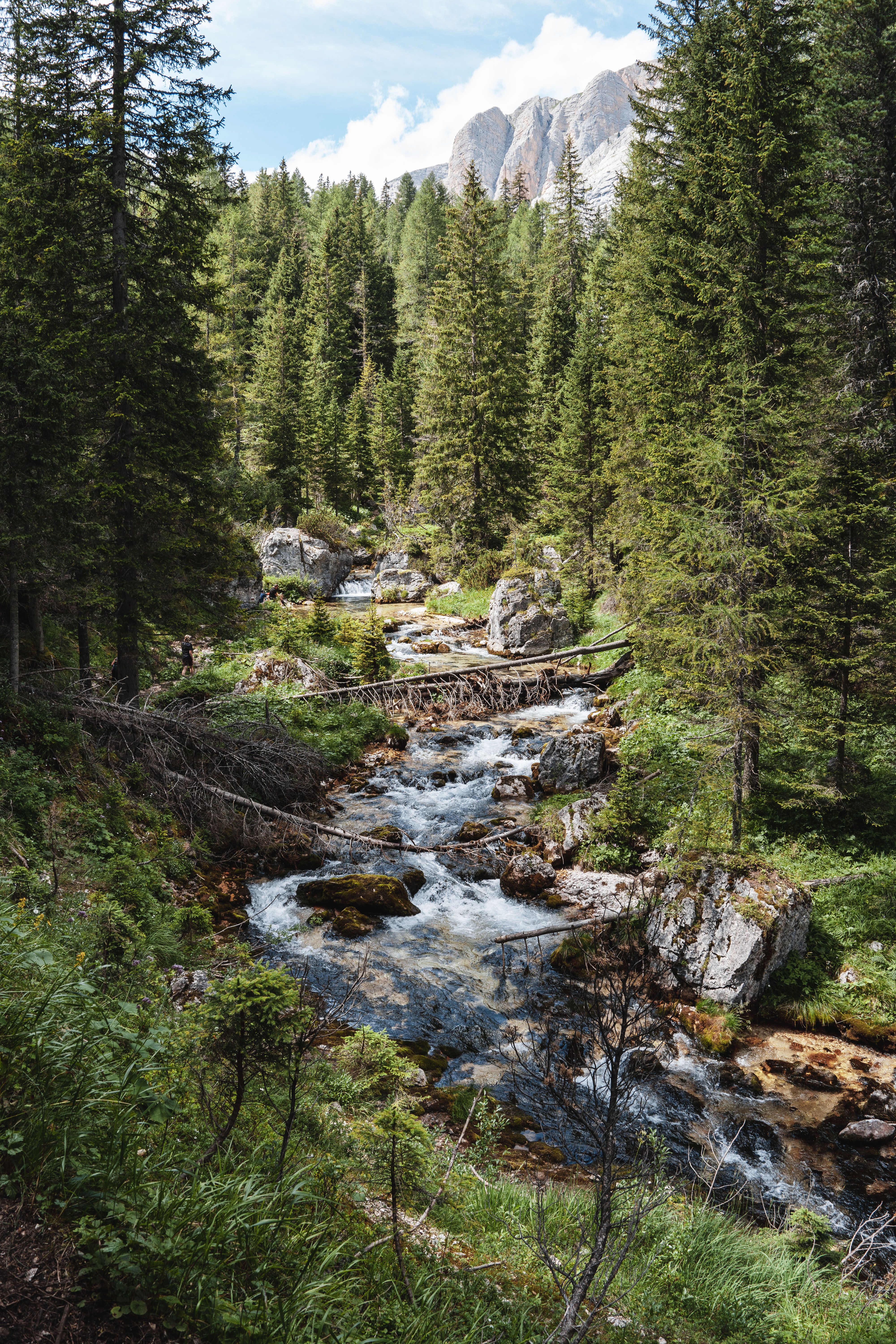 Scenic Forest Stream in Mountain Landscape · Free Stock Photo