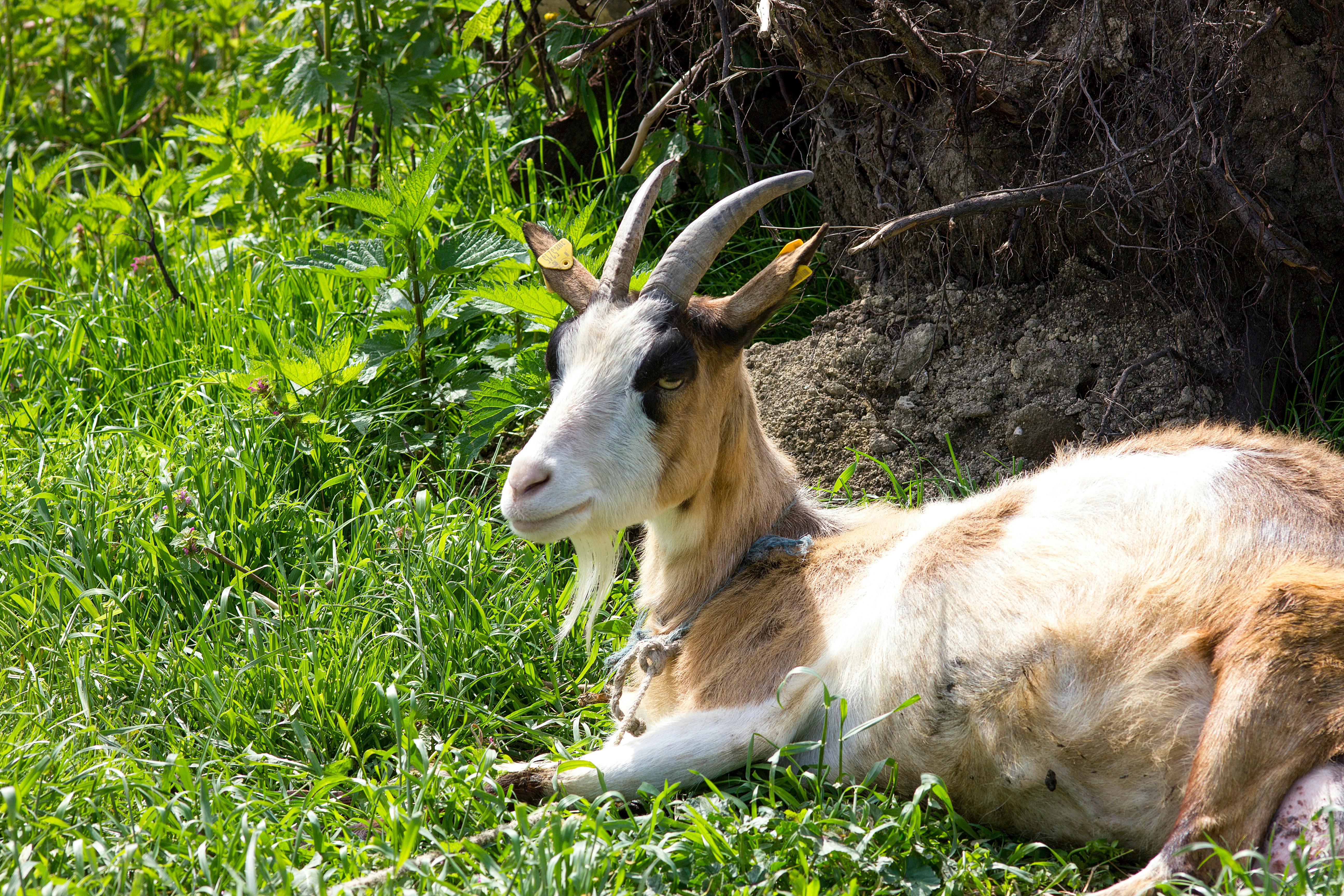 Relaxing Goat in Green Pasture, Čenej, Serbia · Free Stock Photo