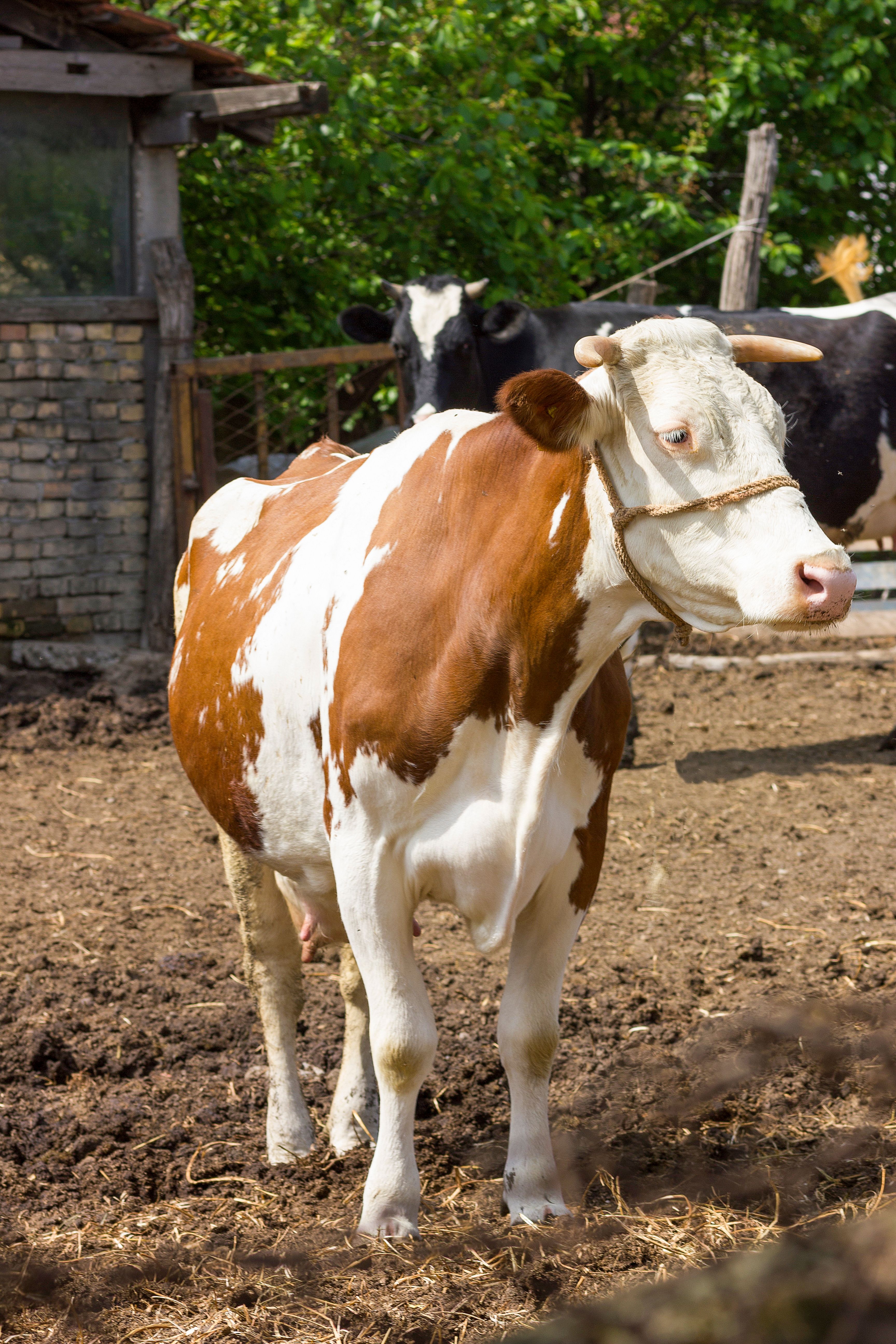 Brown and White Cow in a Serbian Farmyard · Free Stock Photo