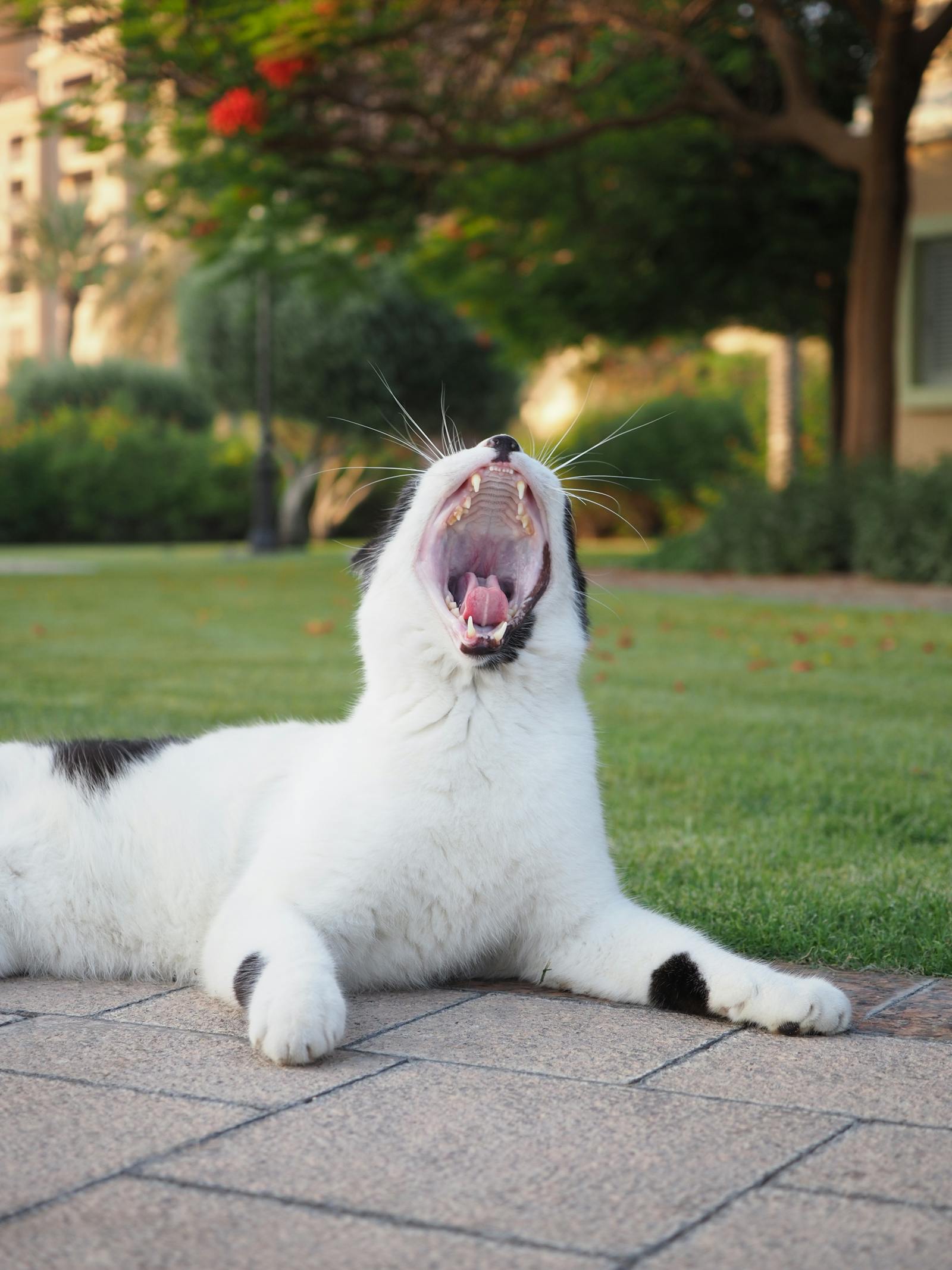 Cat Attitude Photos, Download The BEST Free Cat Attitude Stock Photos ...