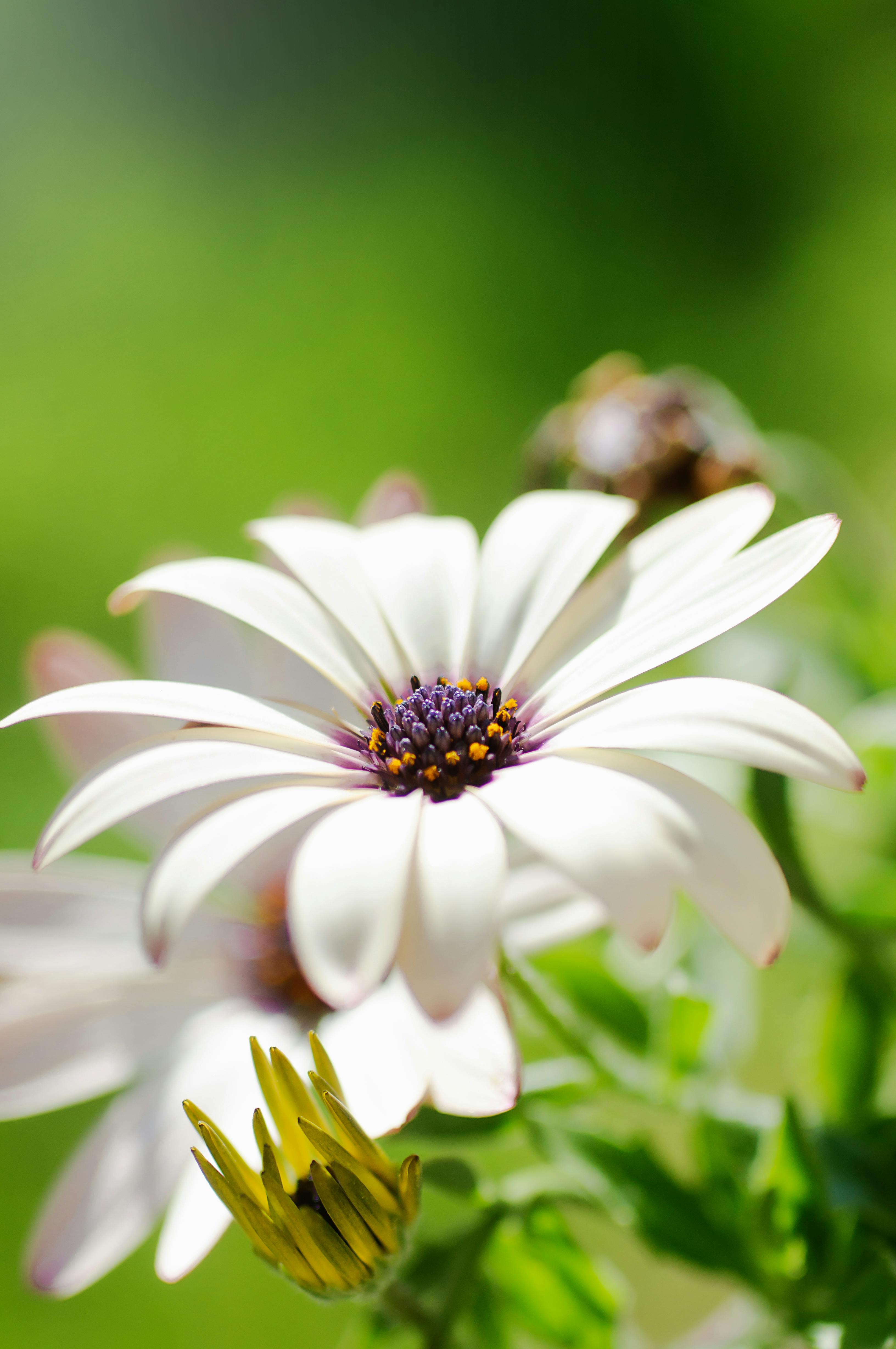 Gulab Flower Photos, Download The BEST Free Gulab Flower Stock Photos ...