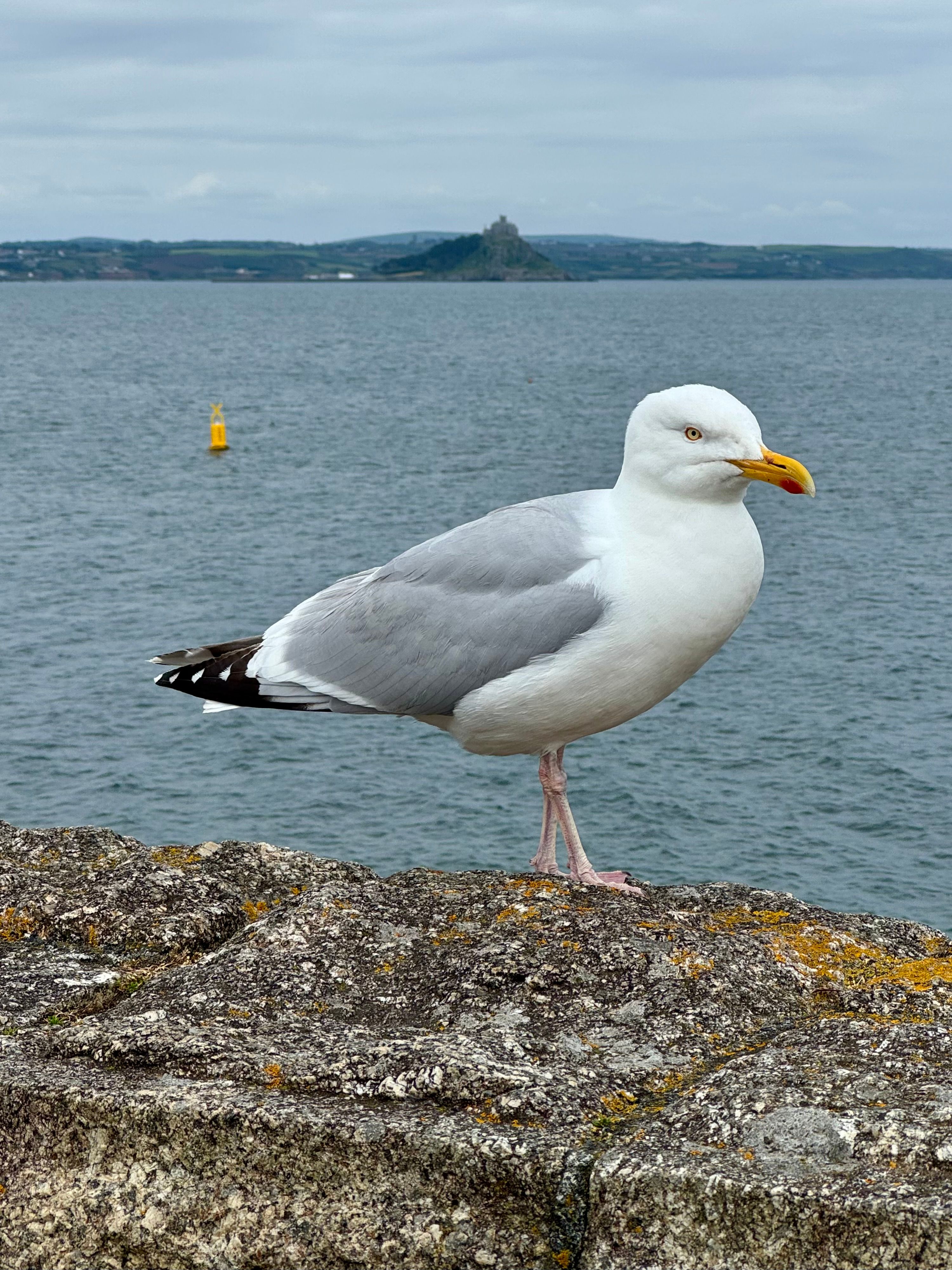 Seagull Posing by the Ocean on Rocky Shore · Free Stock Photo