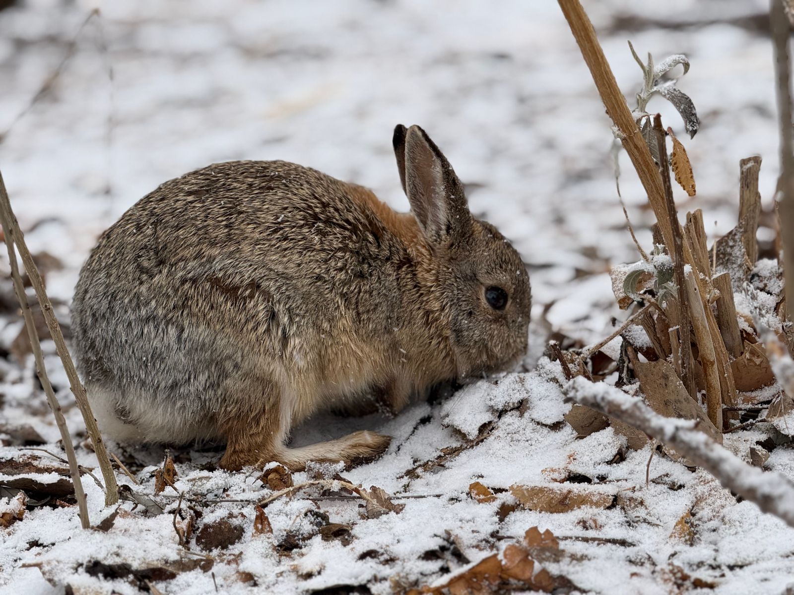 Rabbits In Snow Photos, Download The BEST Free Rabbits In Snow Stock ...