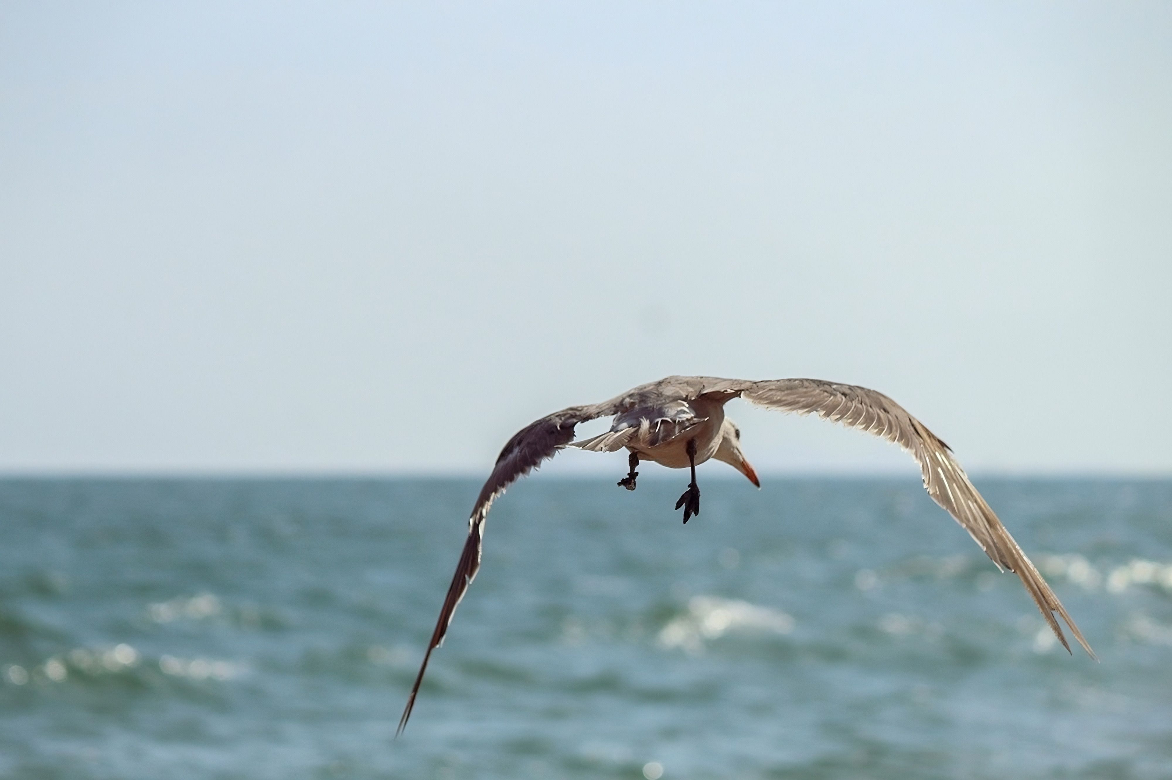 Seagull Flying Photos, Download The BEST Free Seagull Flying Stock ...