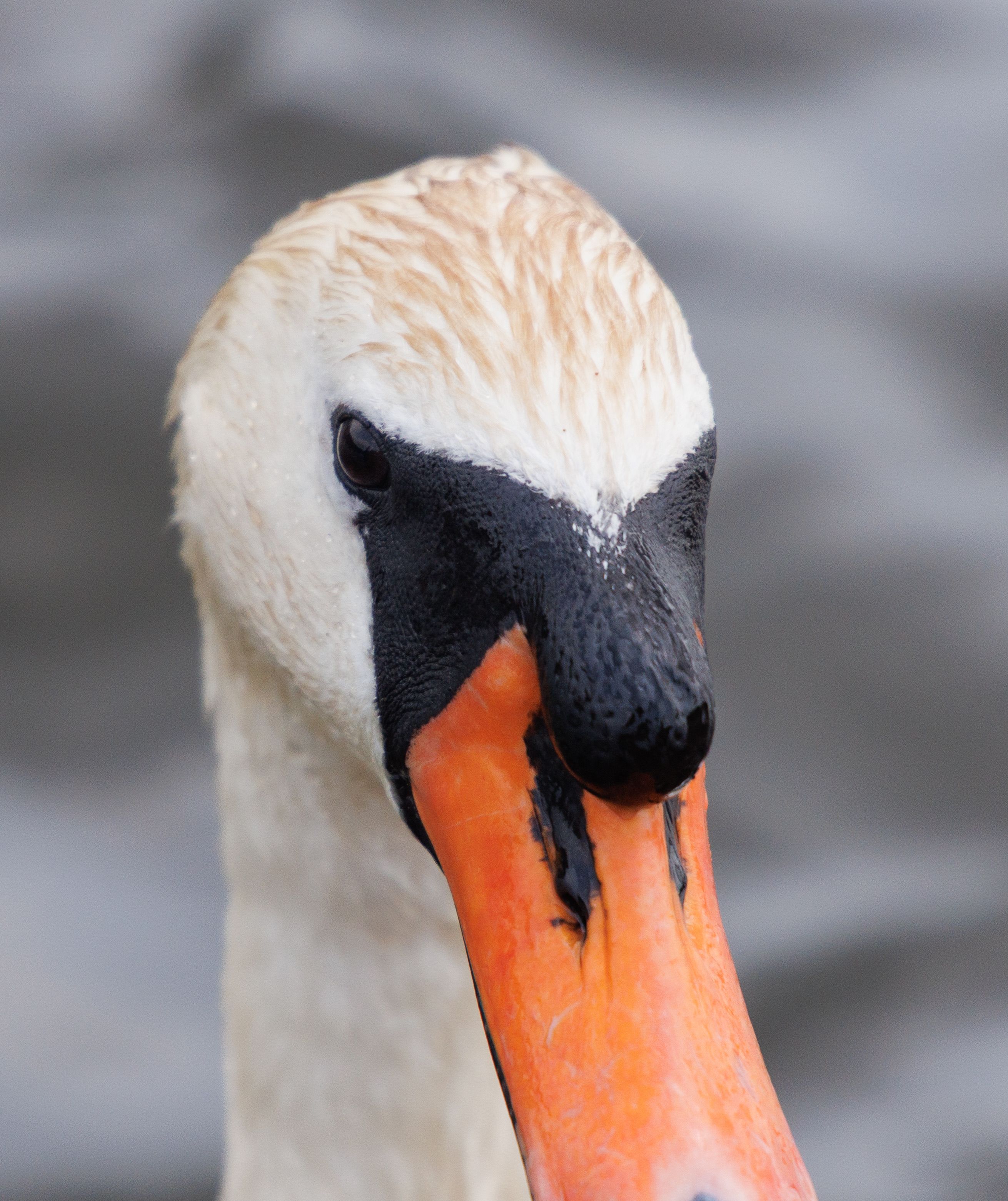 Close-up of a Mute Swan's Elegant Head · Free Stock Photo