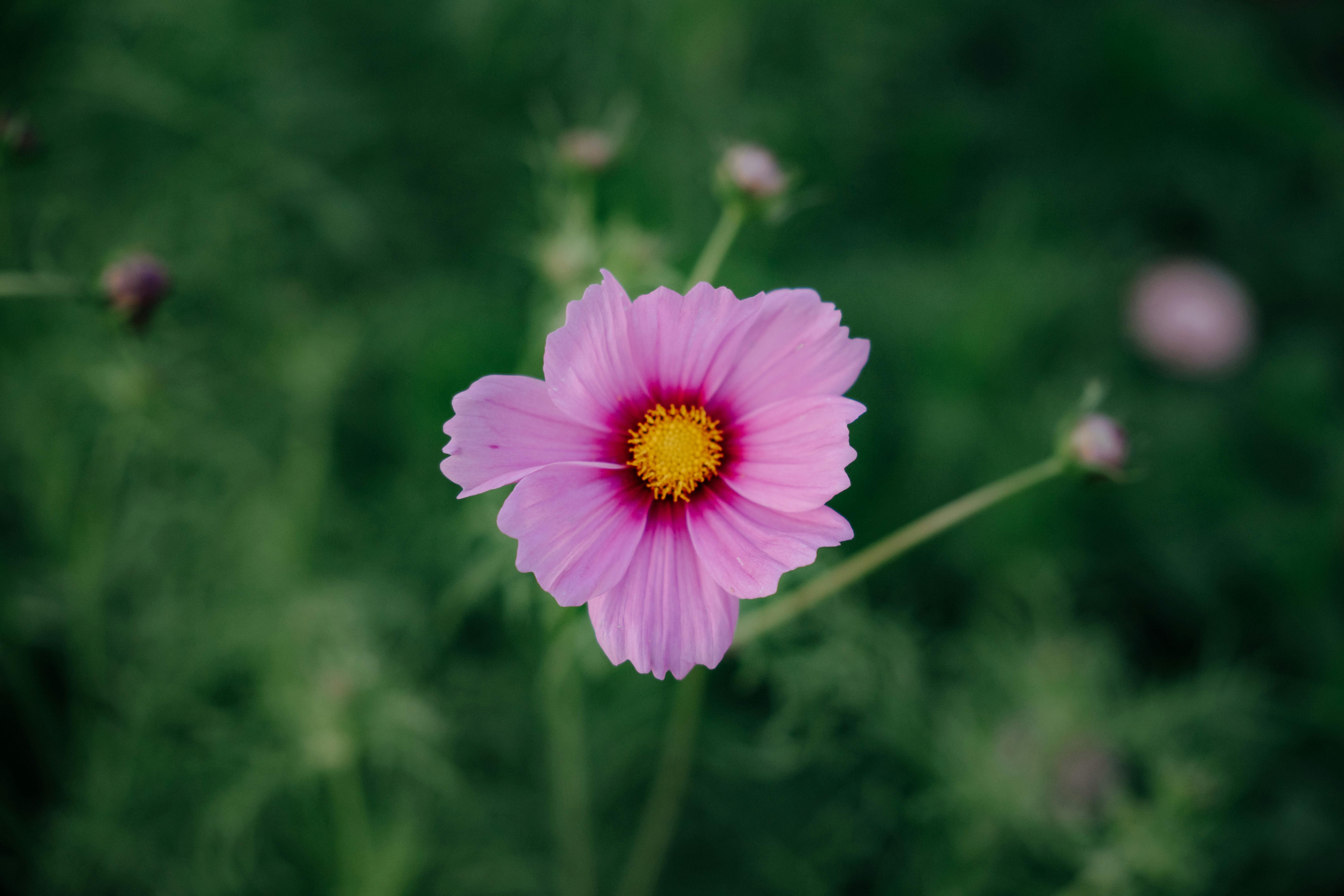 Alak H Pandey Photos, Download The BEST Free Alak H Pandey Stock Photos ...