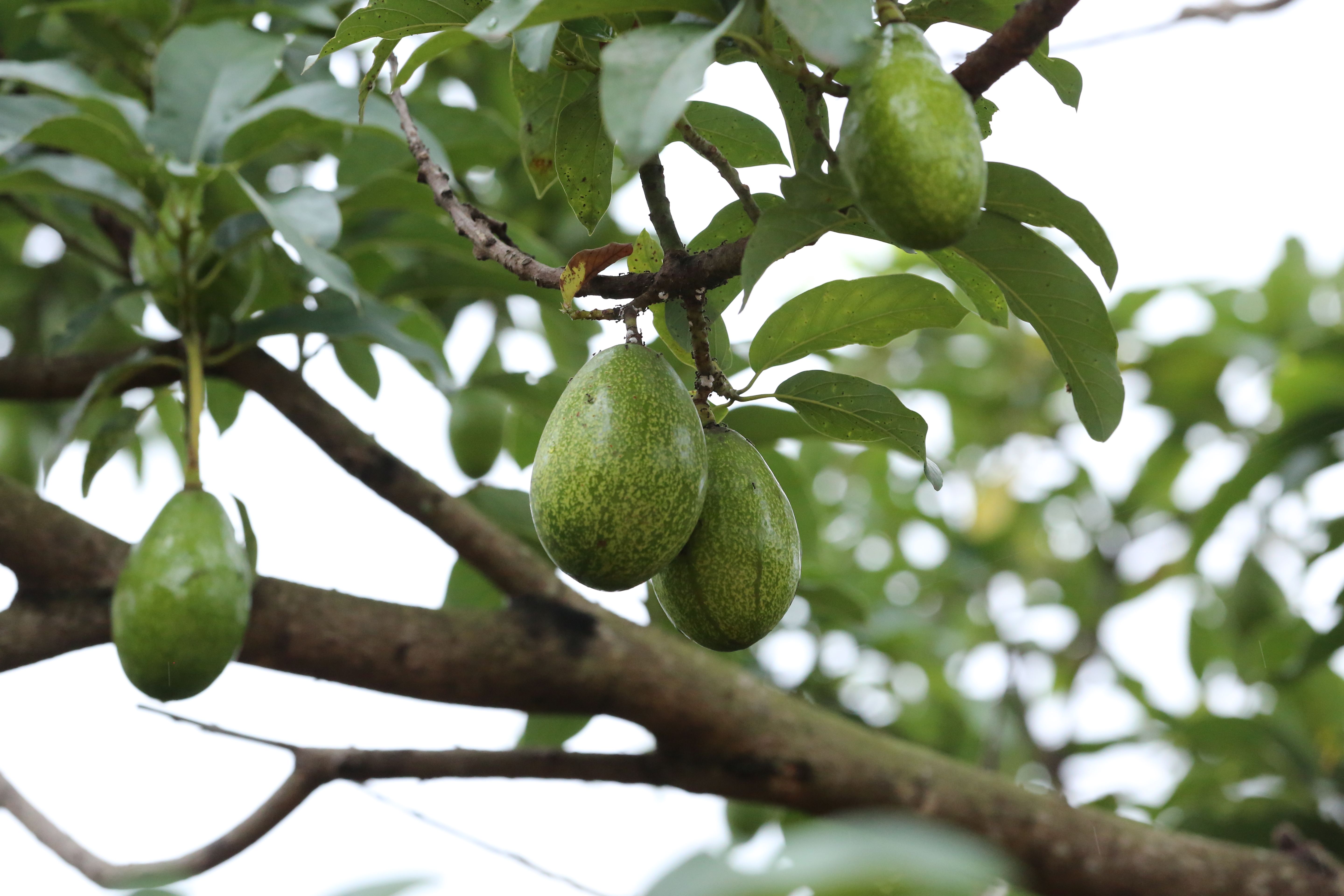 Avocado Tree in Mondulkiri Province, Cambodia · Free Stock Photo