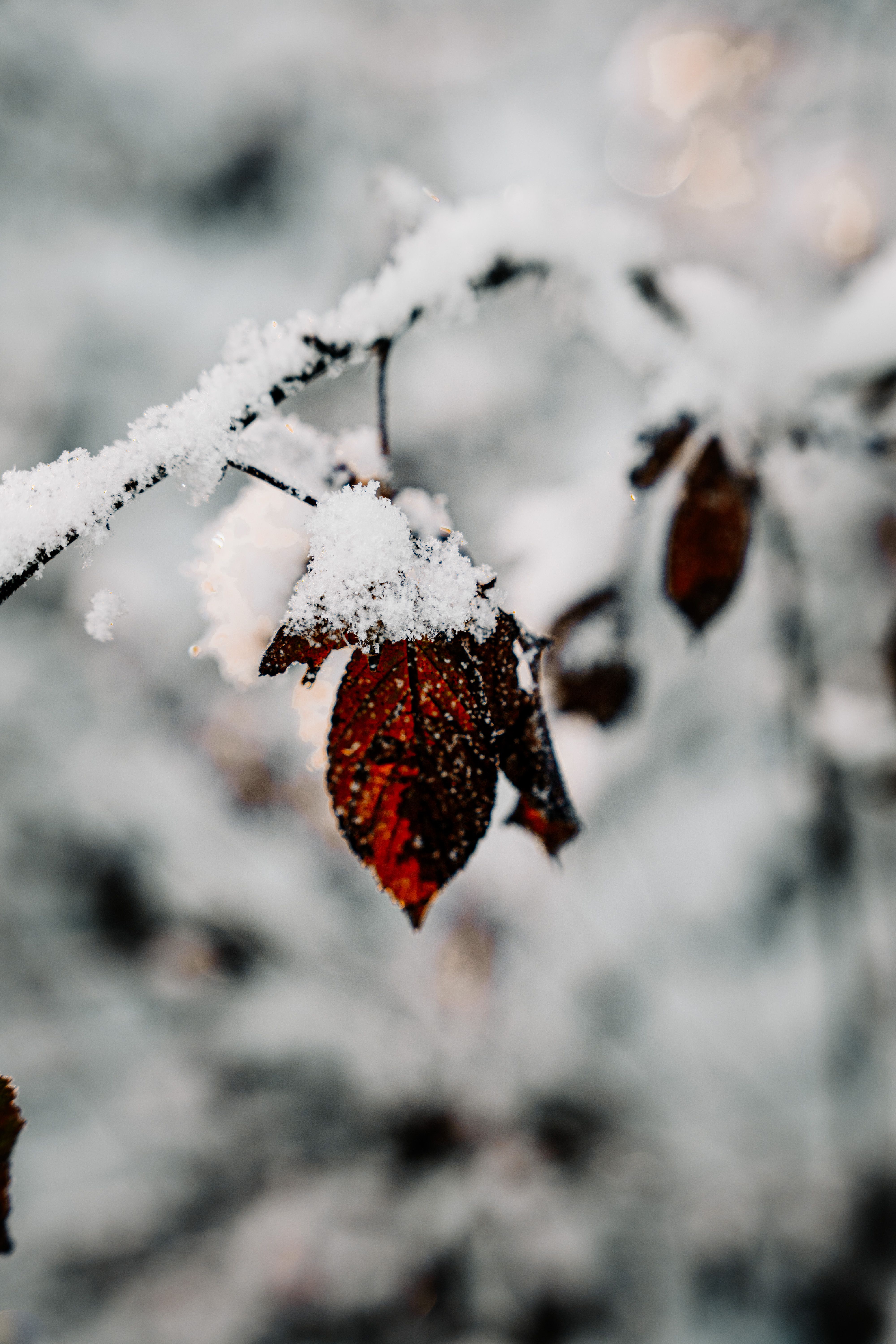 Snow-Covered Autumn Leaves: Winter Transition · Free Stock Photo