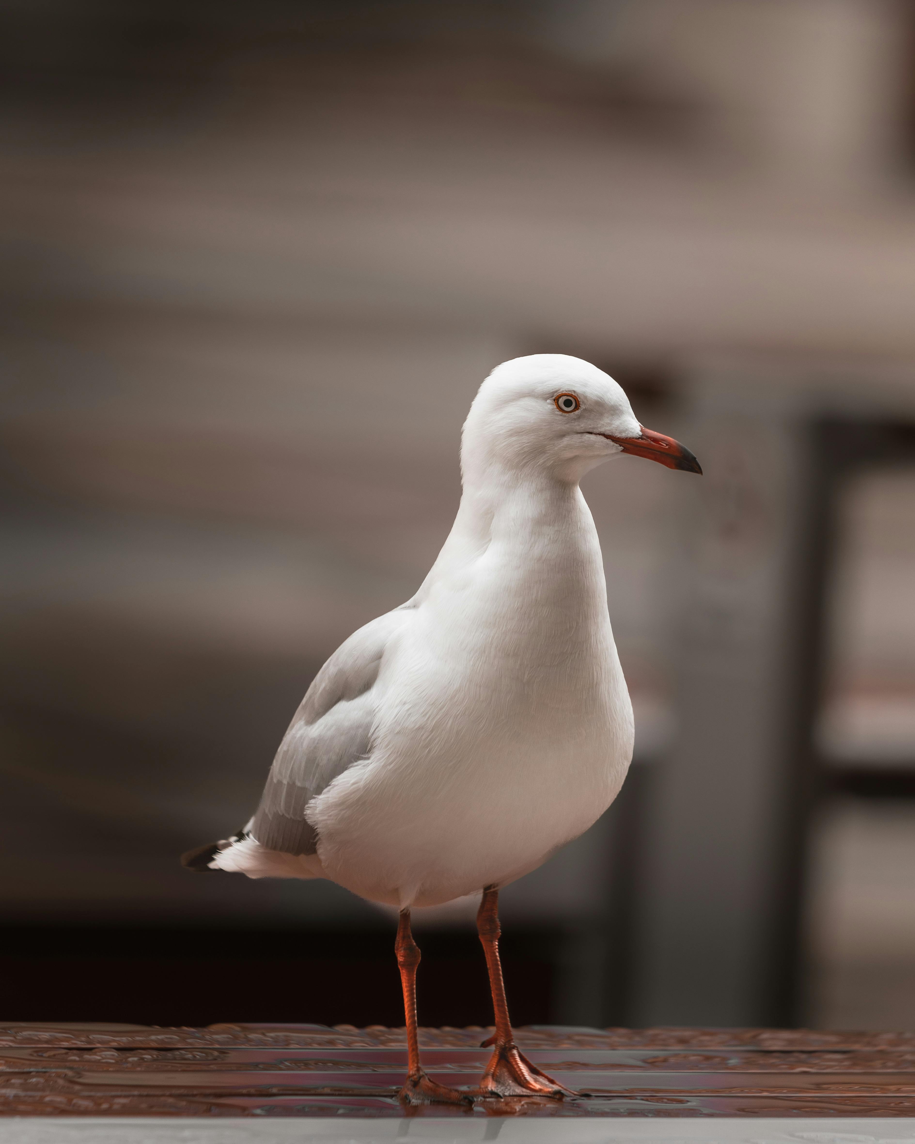 4k Birds Eye View Photos, Download The BEST Free 4k Birds Eye View ...