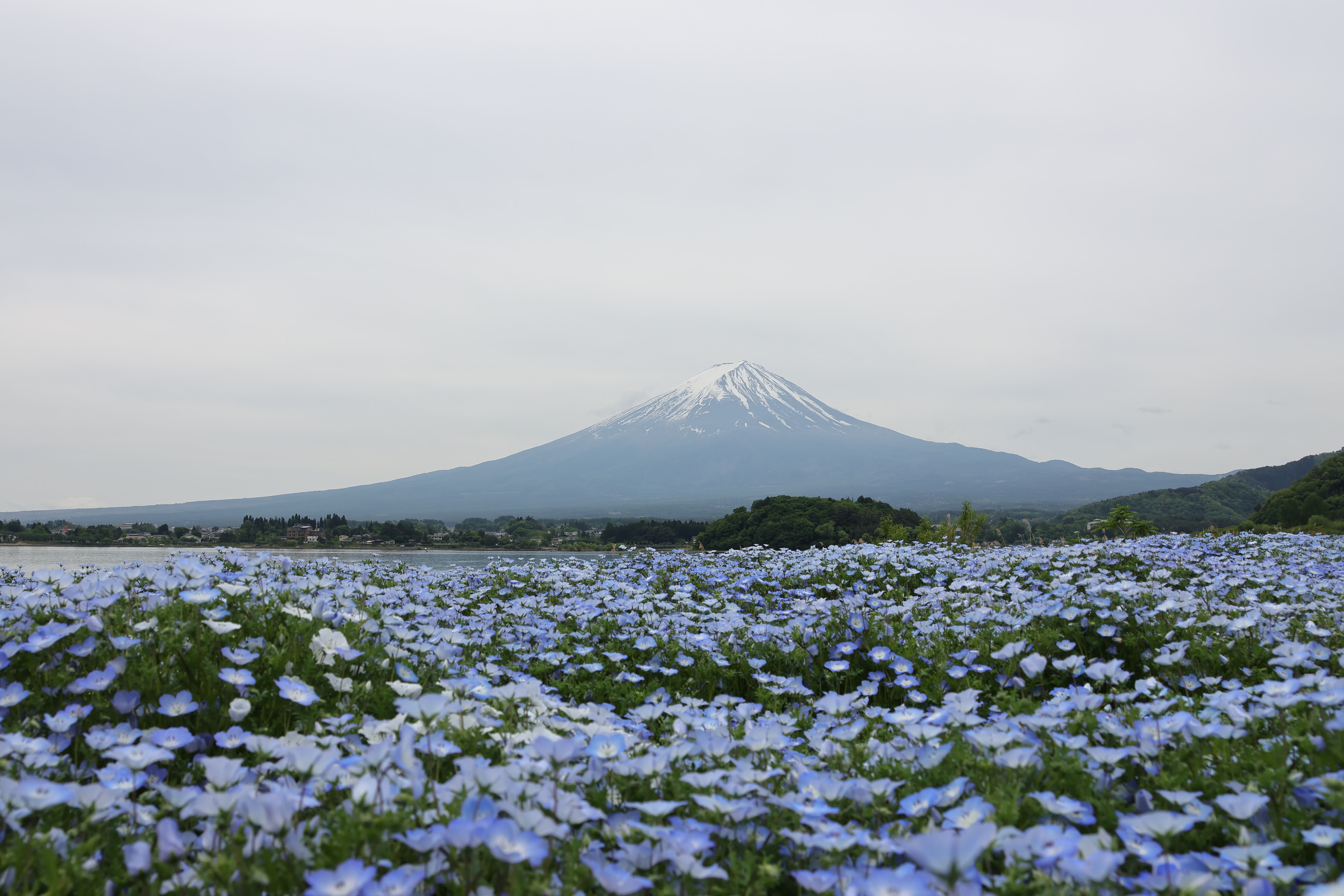 Mount Fuji with Nemophila Flowers in Fujikawaguchiko · Free Stock Photo