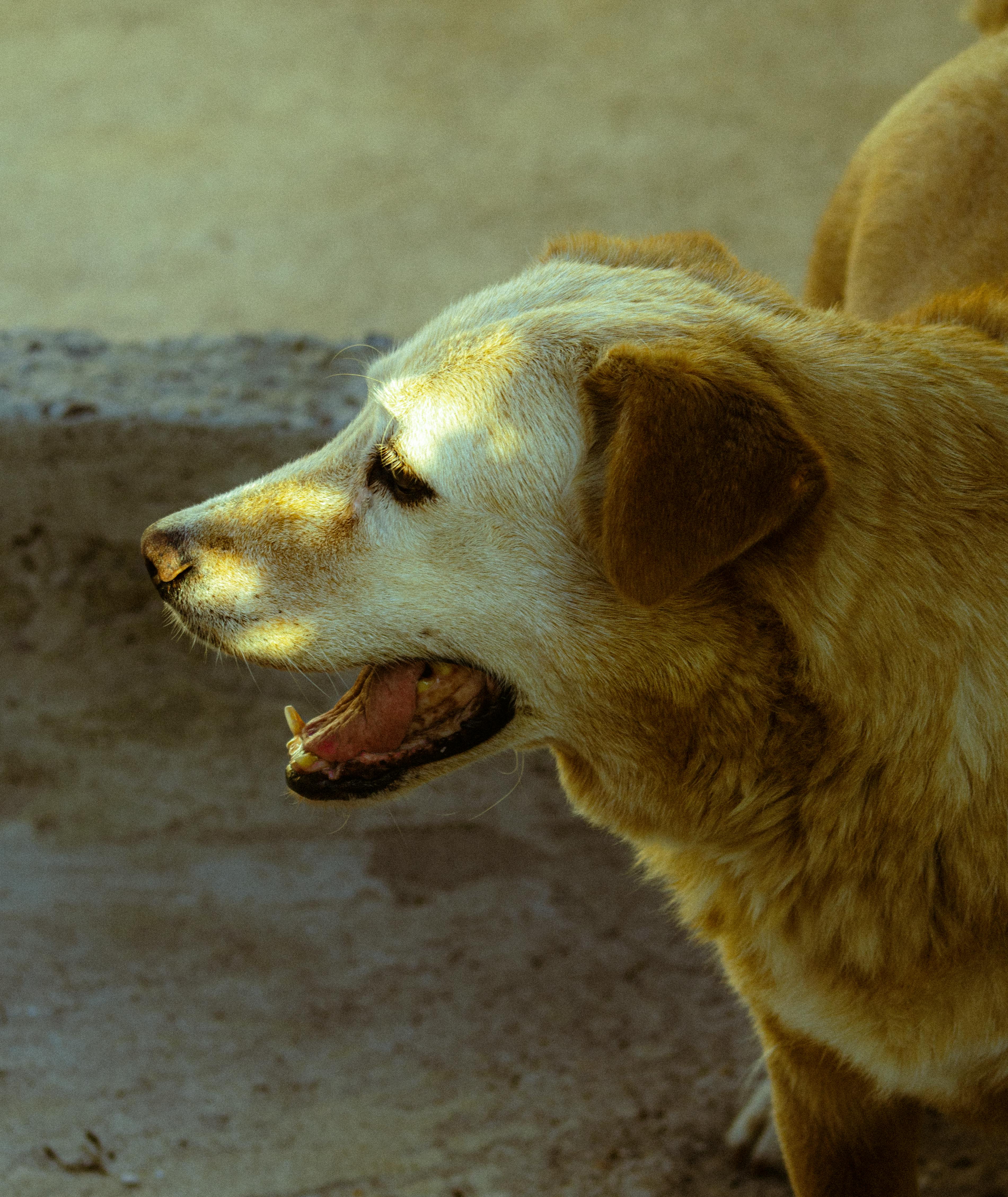 Free+Bird+Pictures+To+Print Photos, Download The BEST Free Free+Bird ...