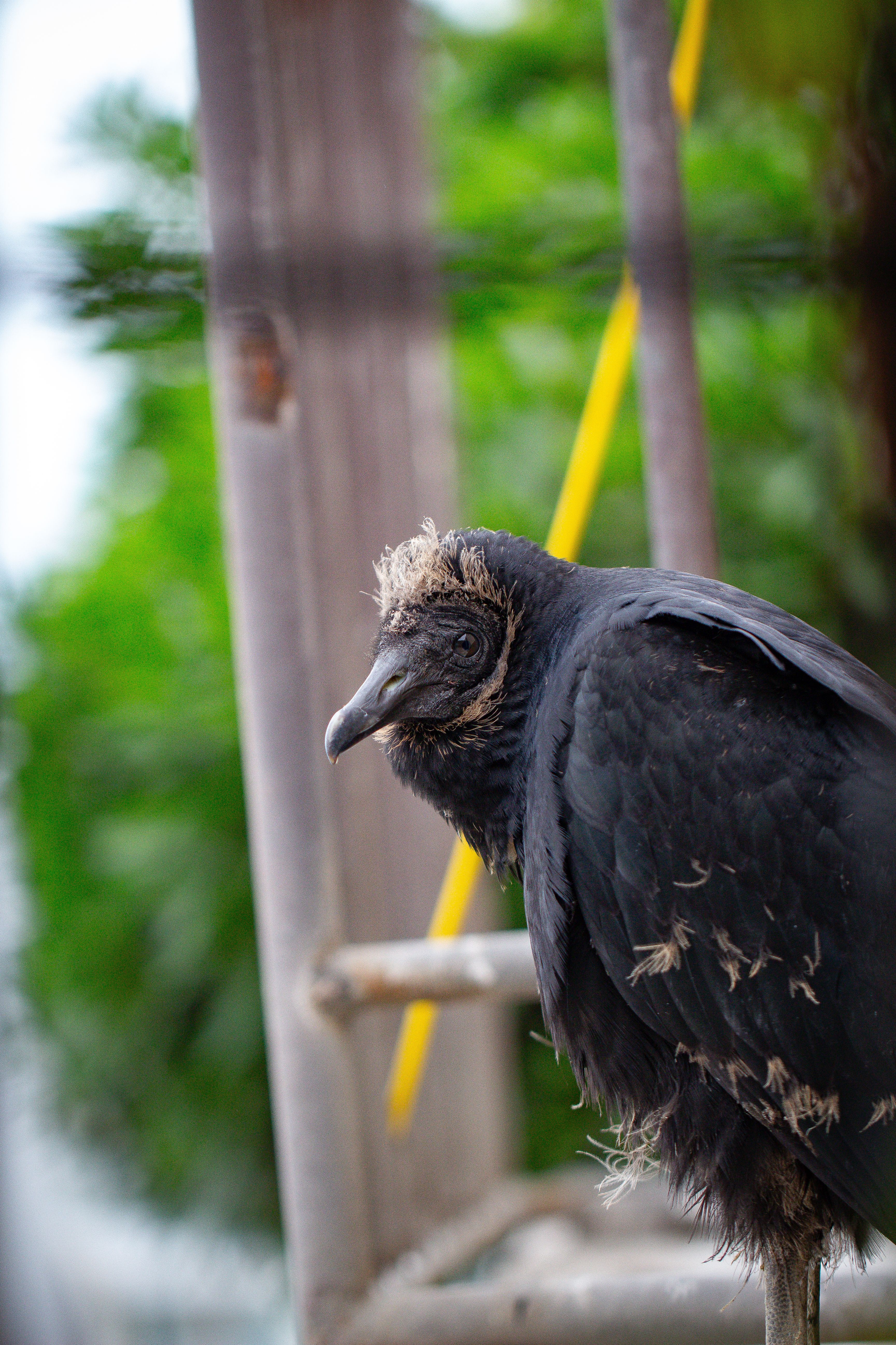 Black Vulture Perched Outdoors with Greenery · Free Stock Photo