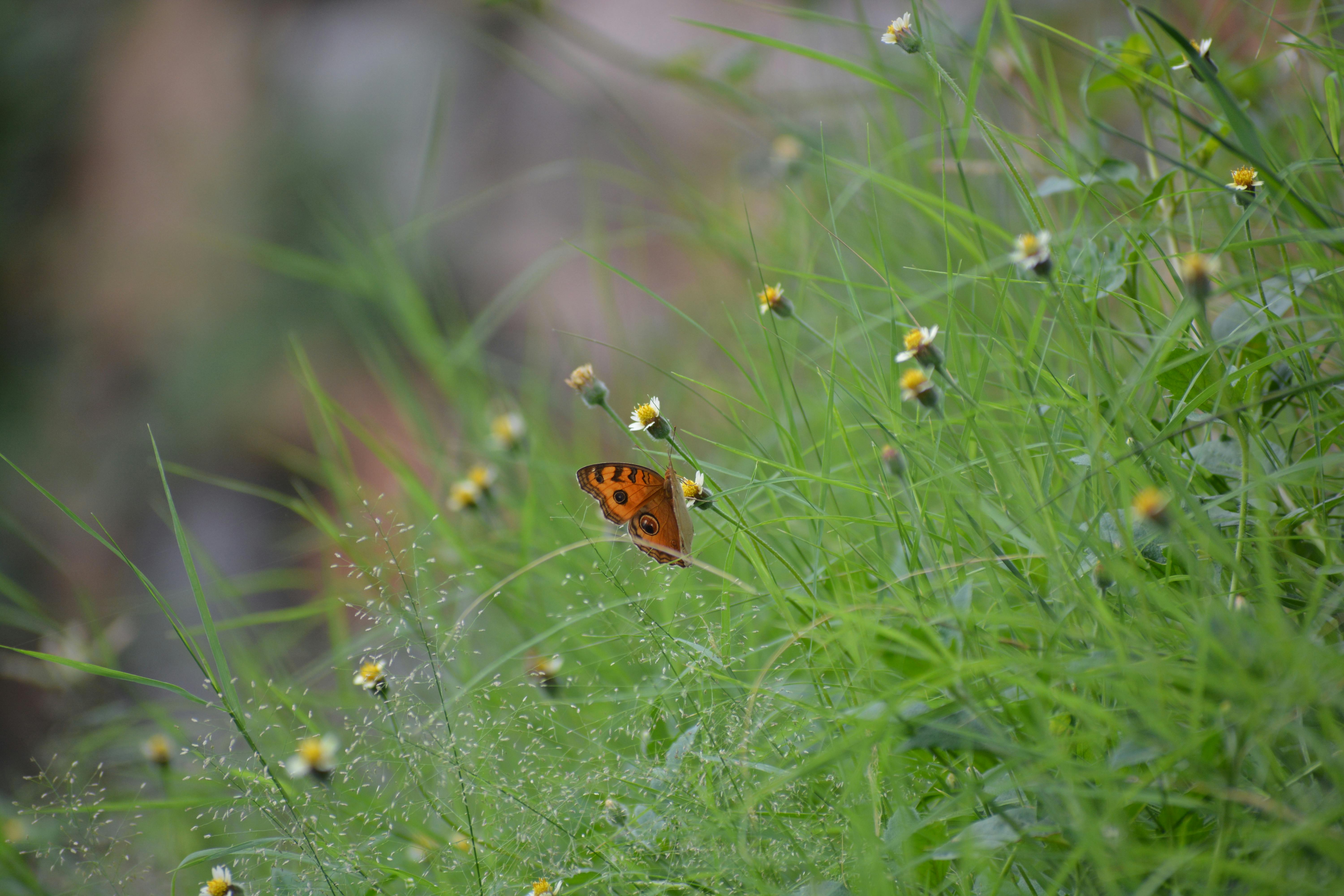 Delhi Monuments Photos, Download The BEST Free Delhi Monuments Stock ...