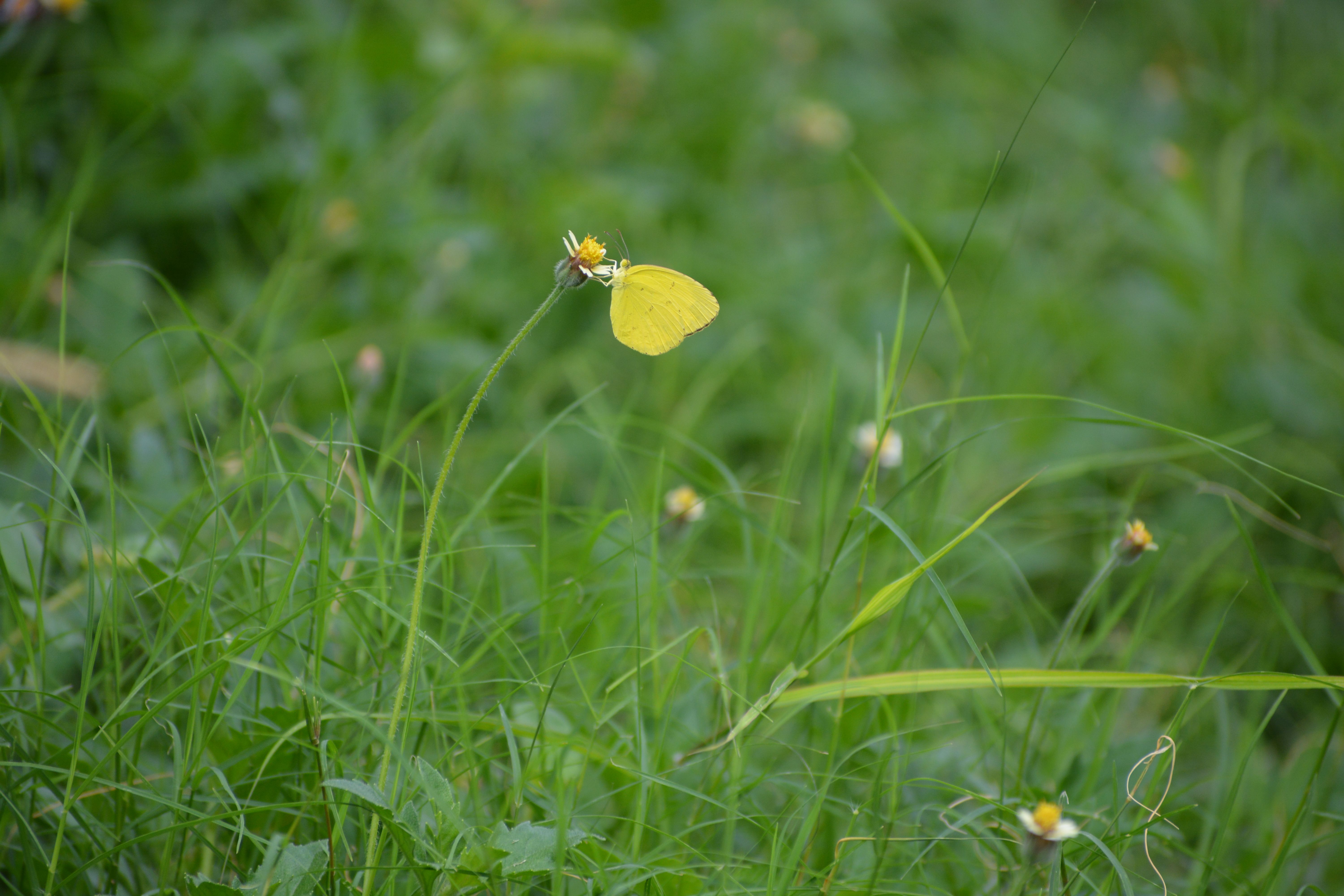 Bright Yellow Butterfly in New Delhi Garden · Free Stock Photo