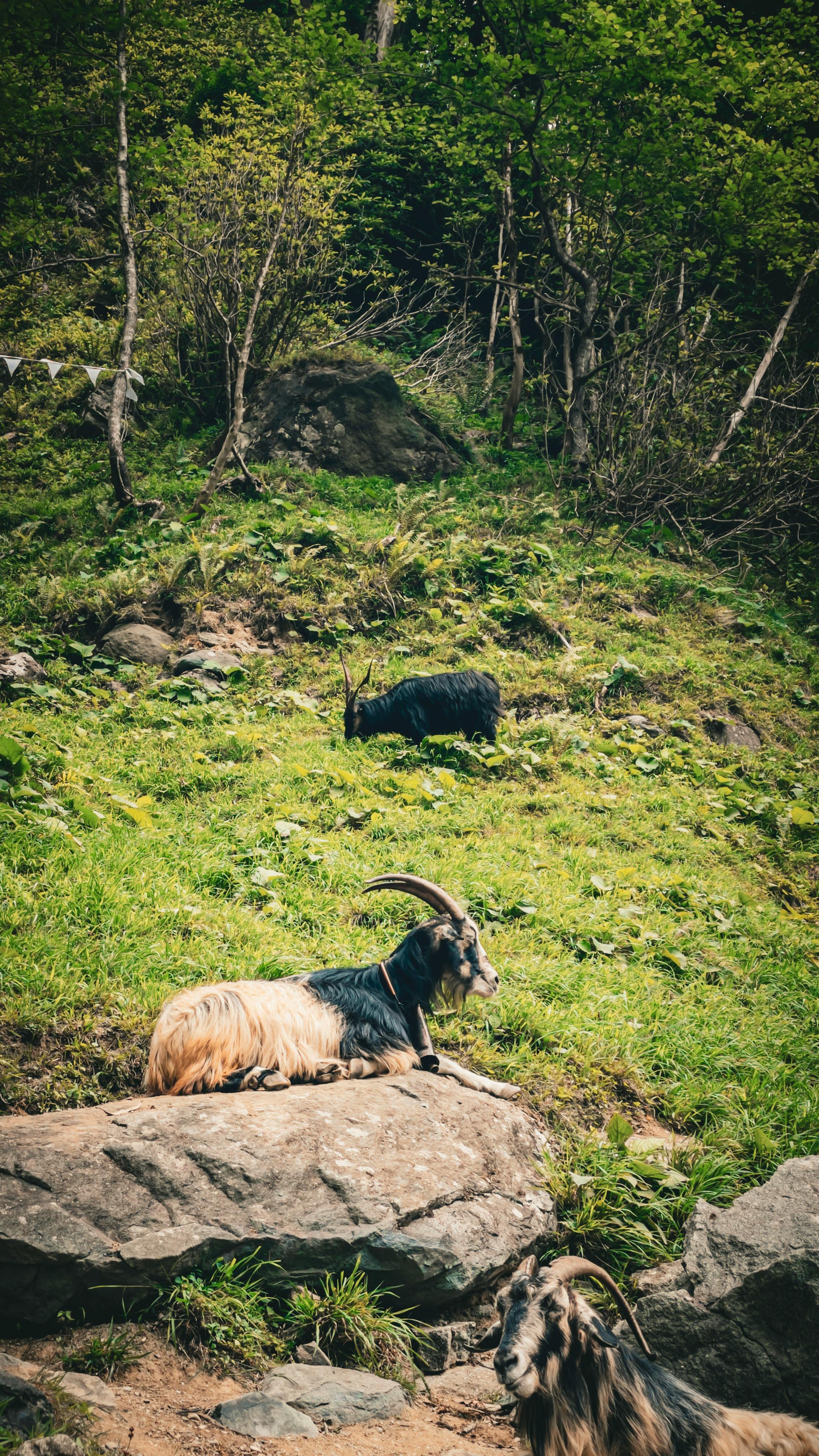 Horn Photos, Download The BEST Free Horn Stock Photos & HD Images