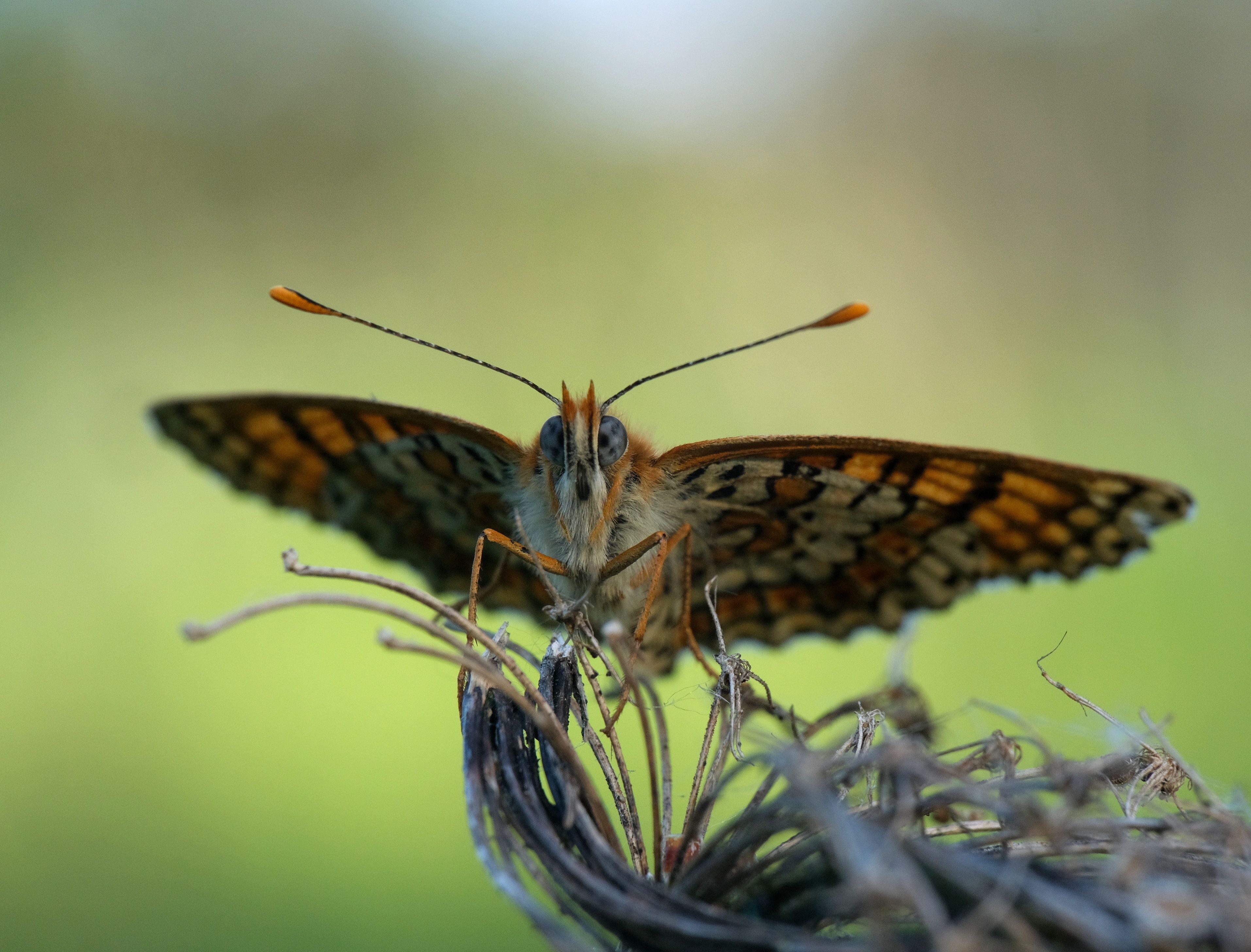 Digital Metamorphosis Photos, Download The BEST Free Digital ...