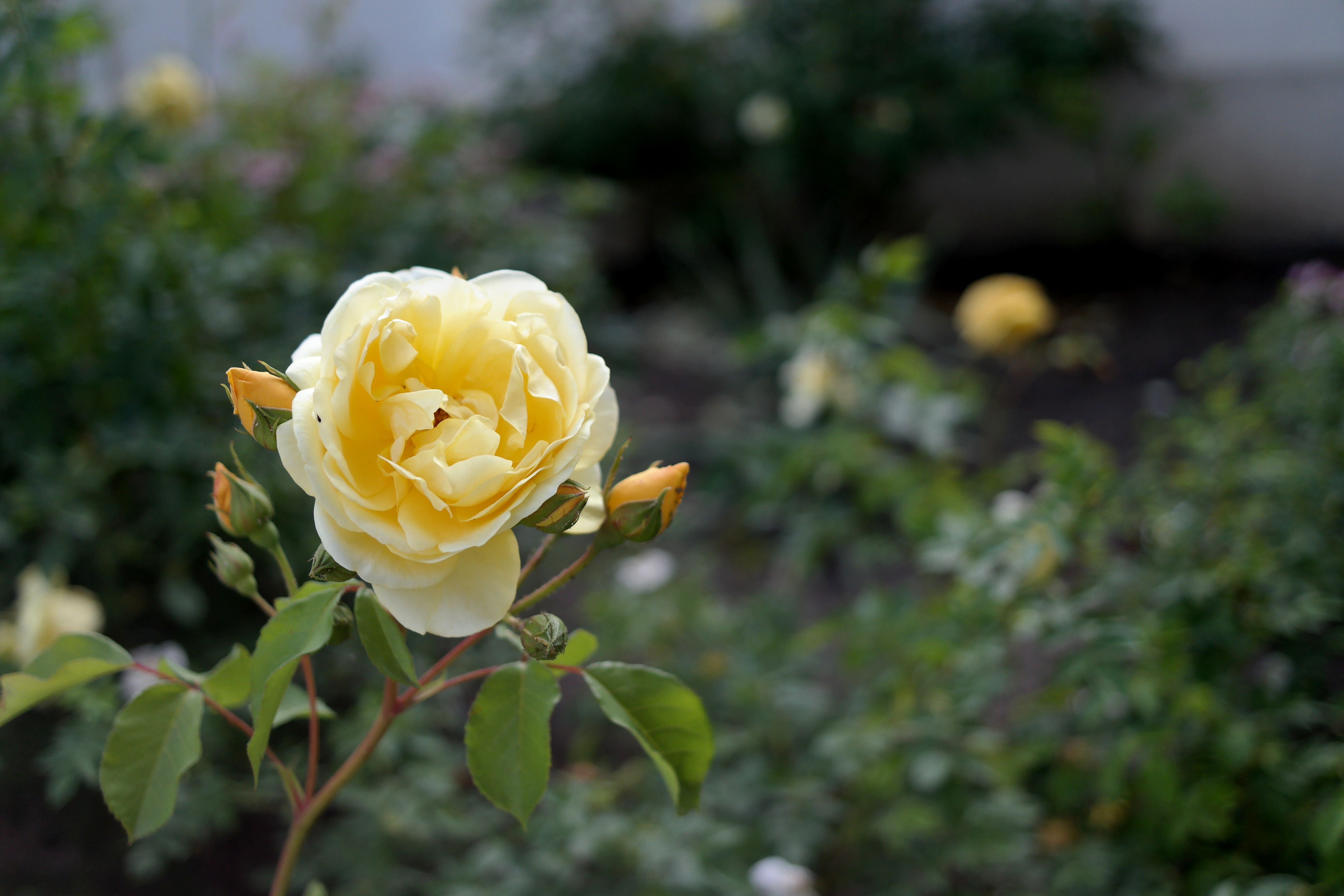 Yellow Color Photos, Download The BEST Free Yellow Color Stock Photos ...