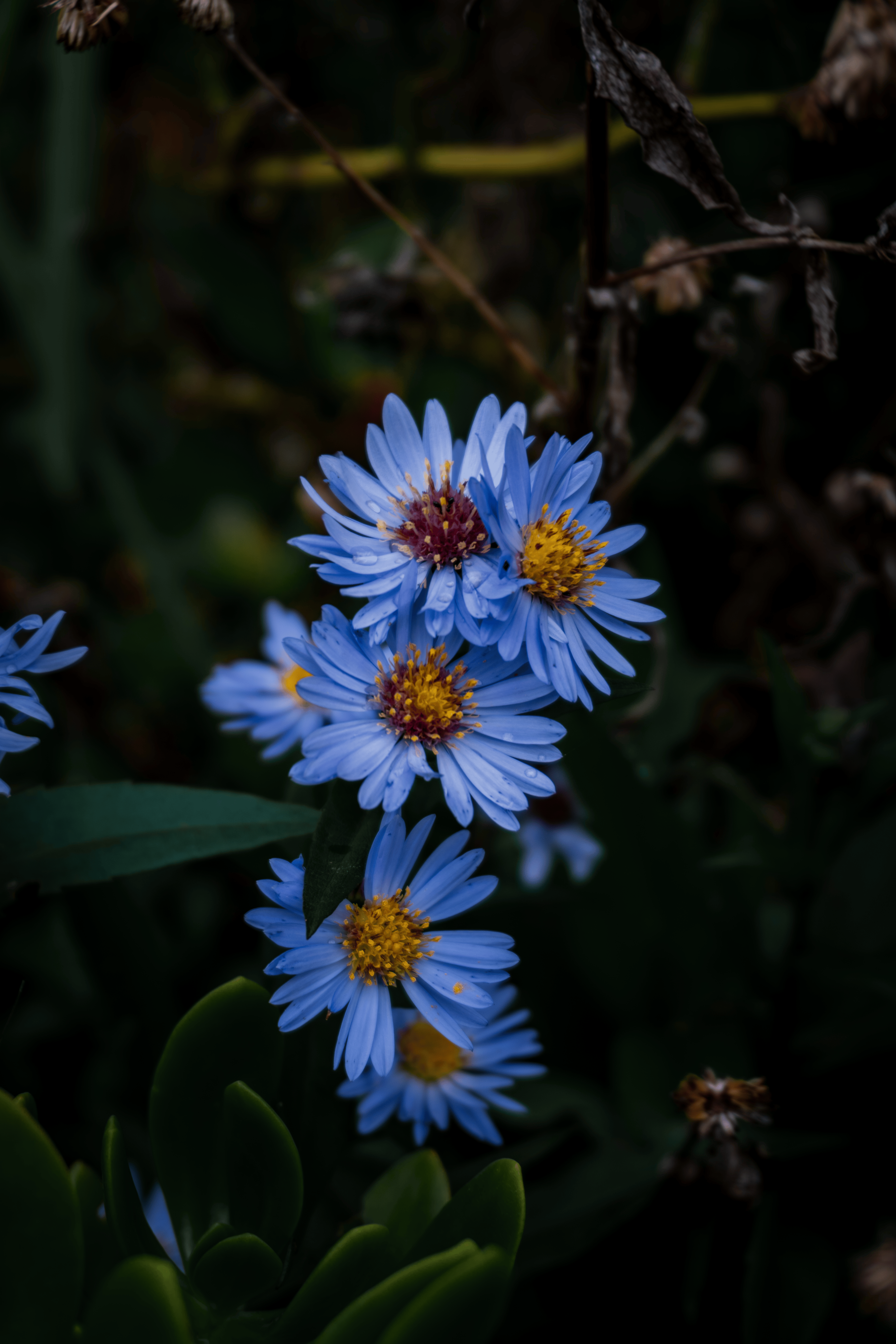 Close-up of Blue Aster Flowers at Night · Free Stock Photo