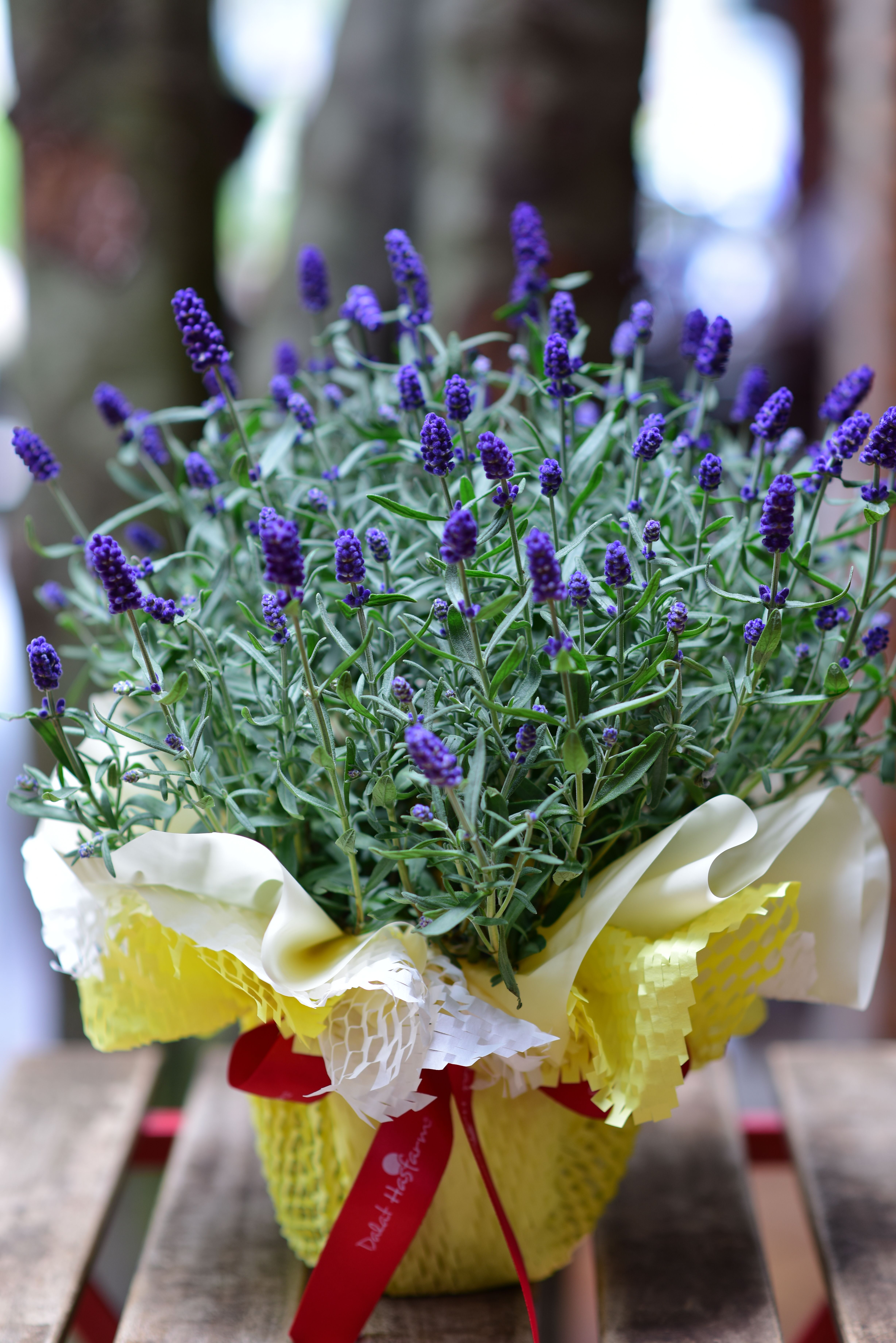Vibrant Lavender Bouquet in Yellow Wrapping · Free Stock Photo