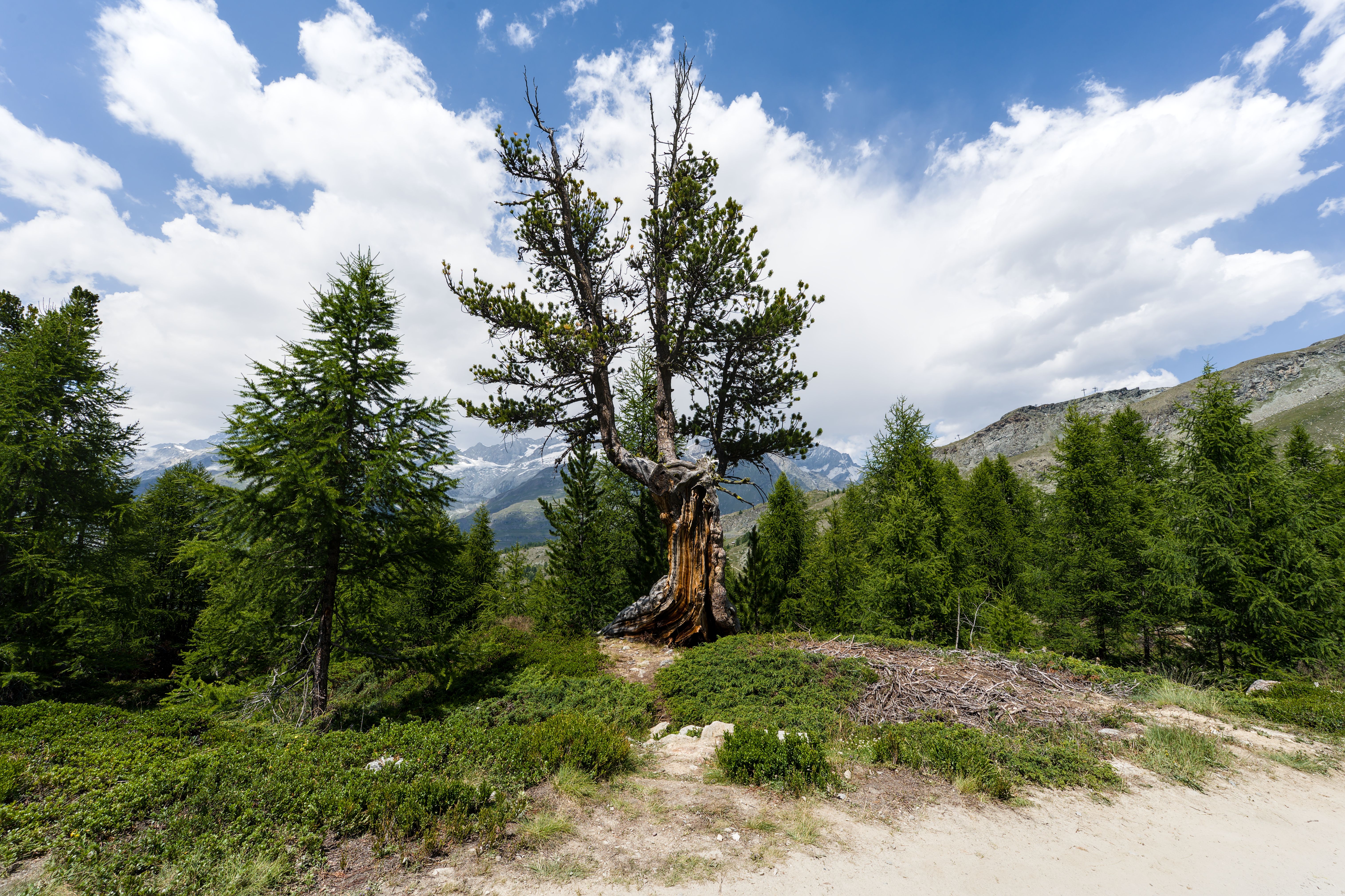 Lonely Tree in Swiss Alps Scenic Landscape · Free Stock Photo