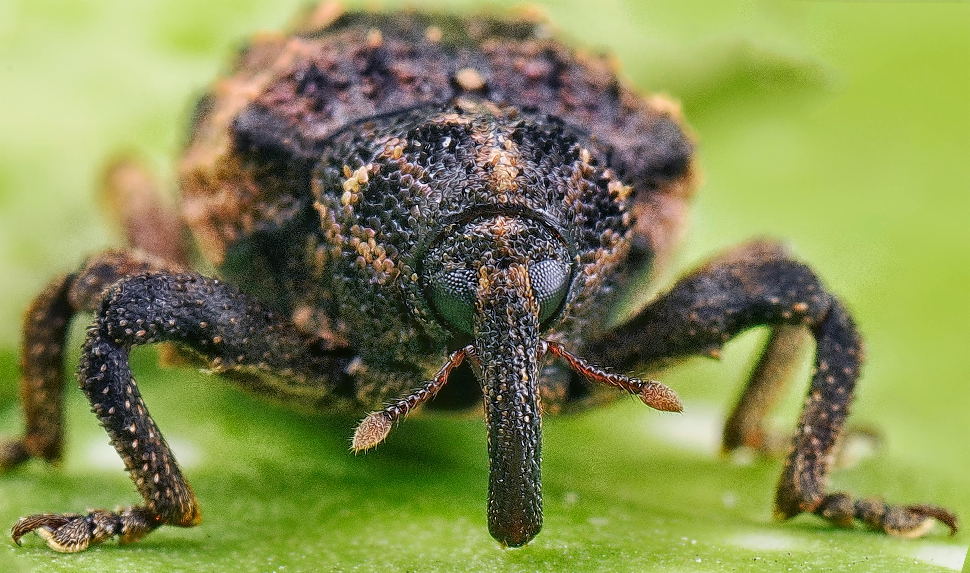 Rice Weevil Photos, Download The BEST Free Rice Weevil Stock Photos ...