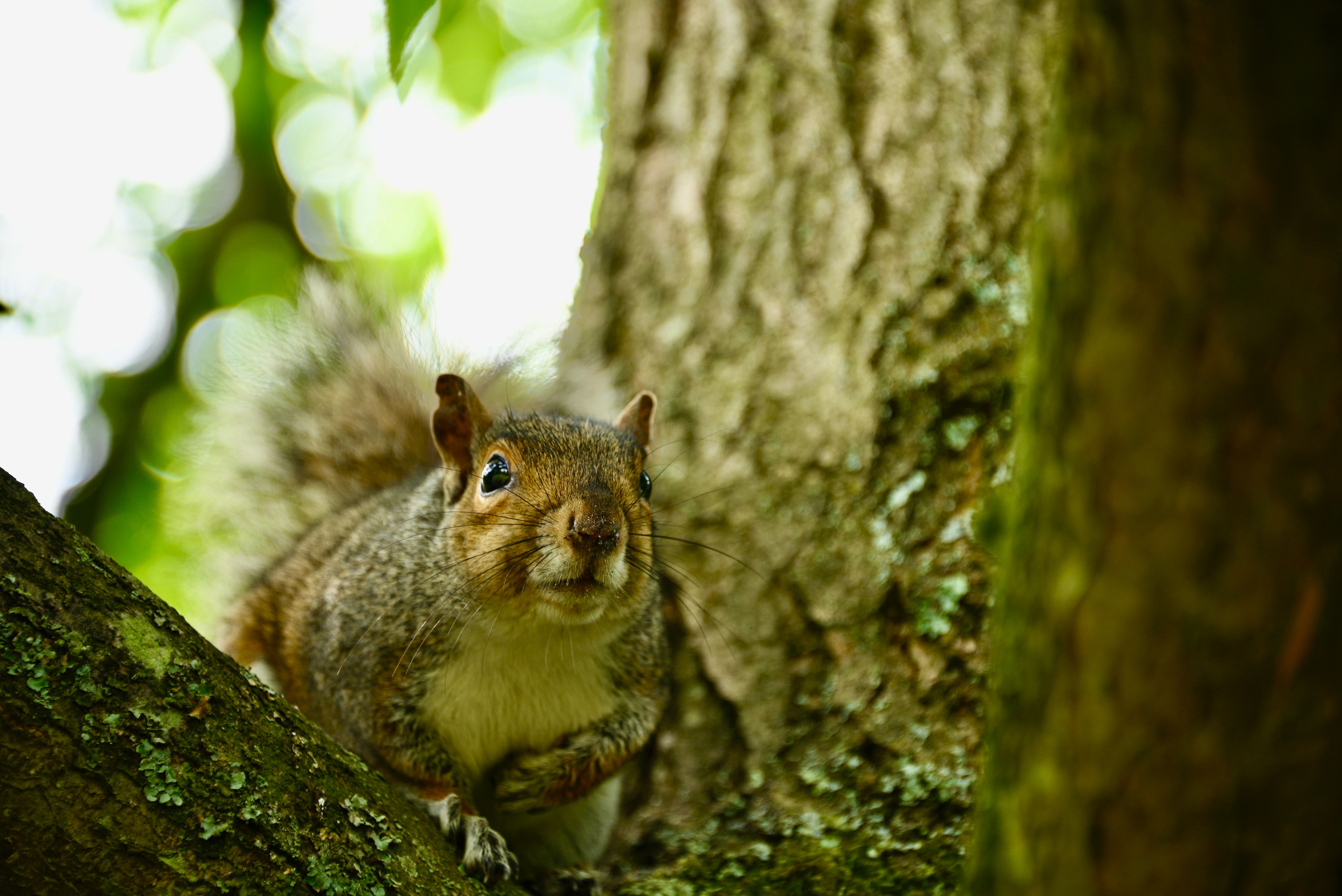 Life In The Forest Photos, Download The BEST Free Life In The Forest ...