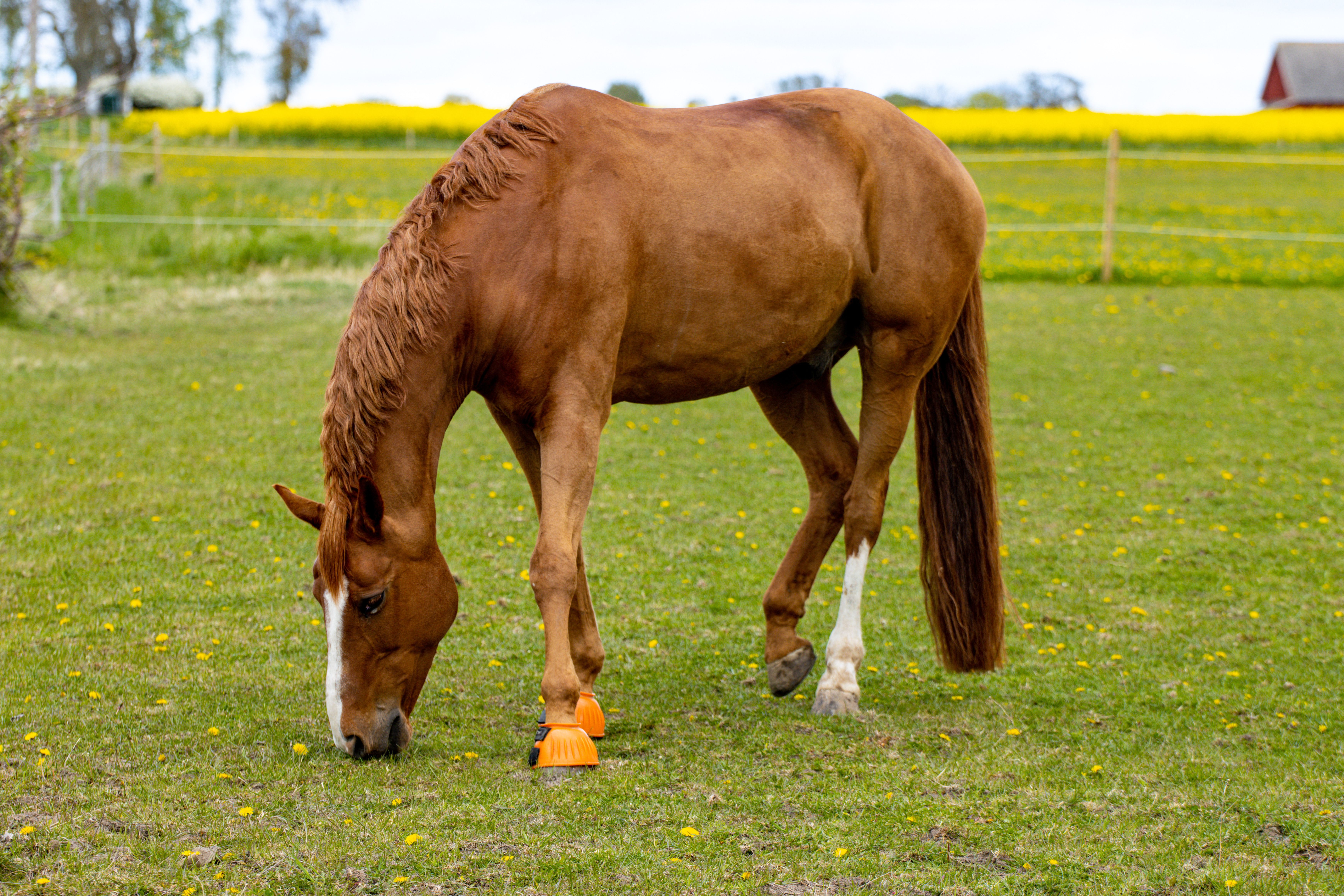 Chestnut Horse Grazing in Swedish Countryside · Free Stock Photo