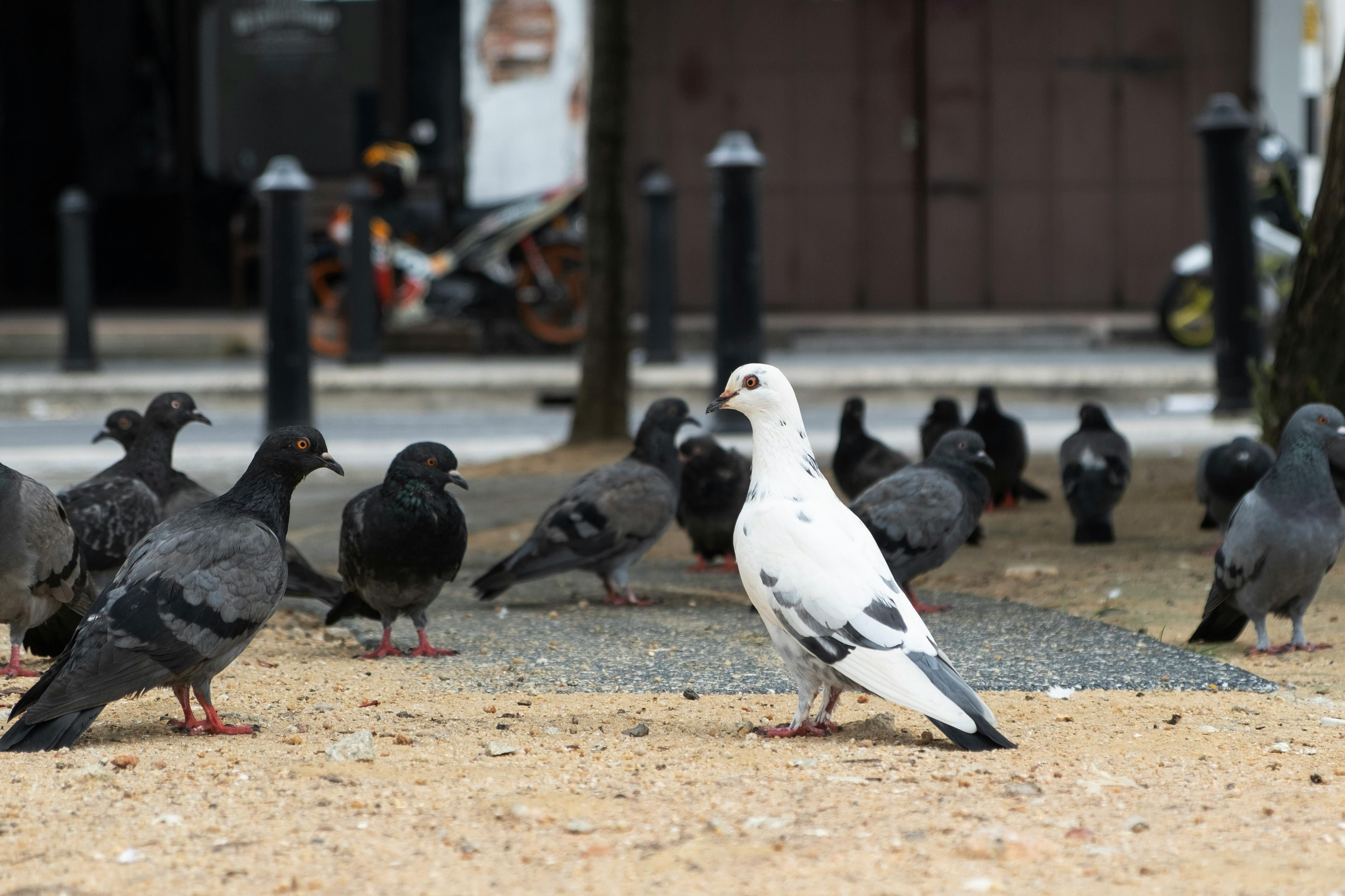 Pigeons Gathering in Penang's Urban Landscape · Free Stock Photo