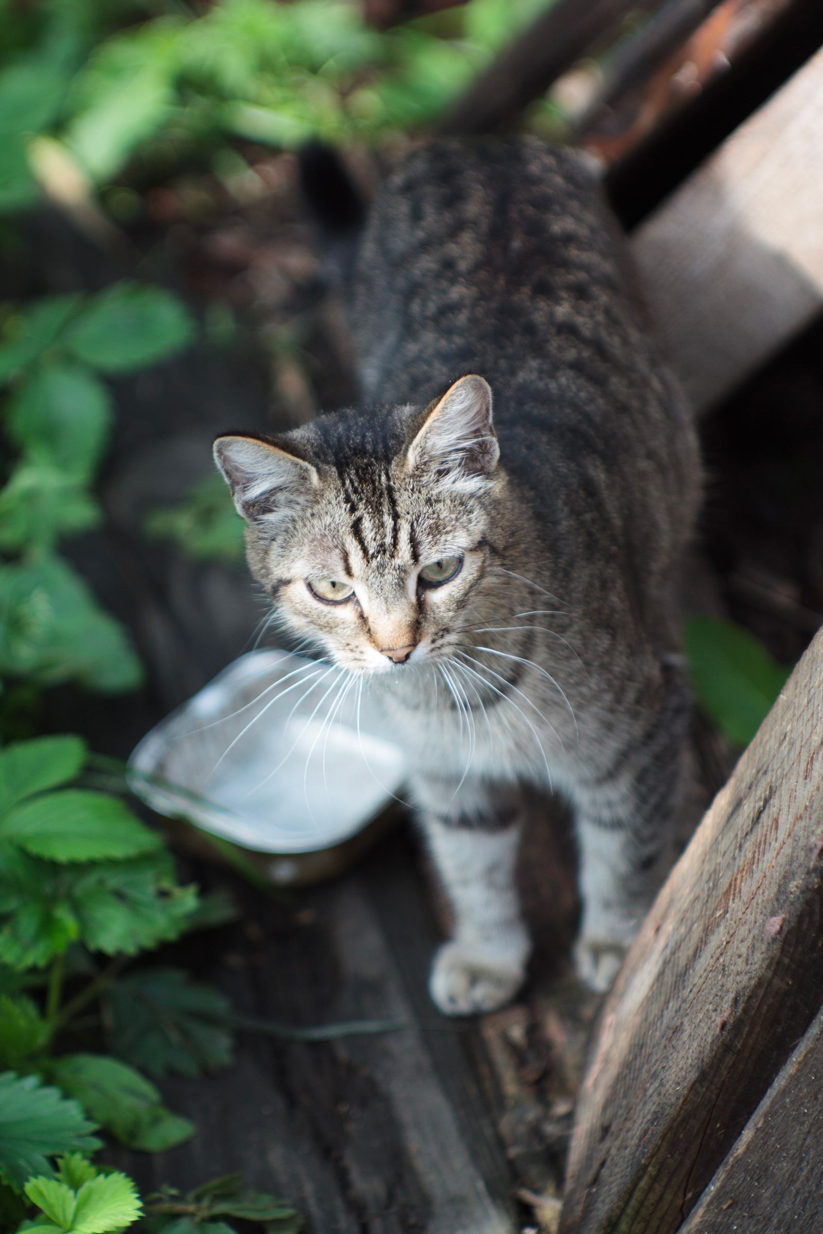 Cat+Pfps Photos, Download The BEST Free Cat+Pfps Stock Photos & HD Images