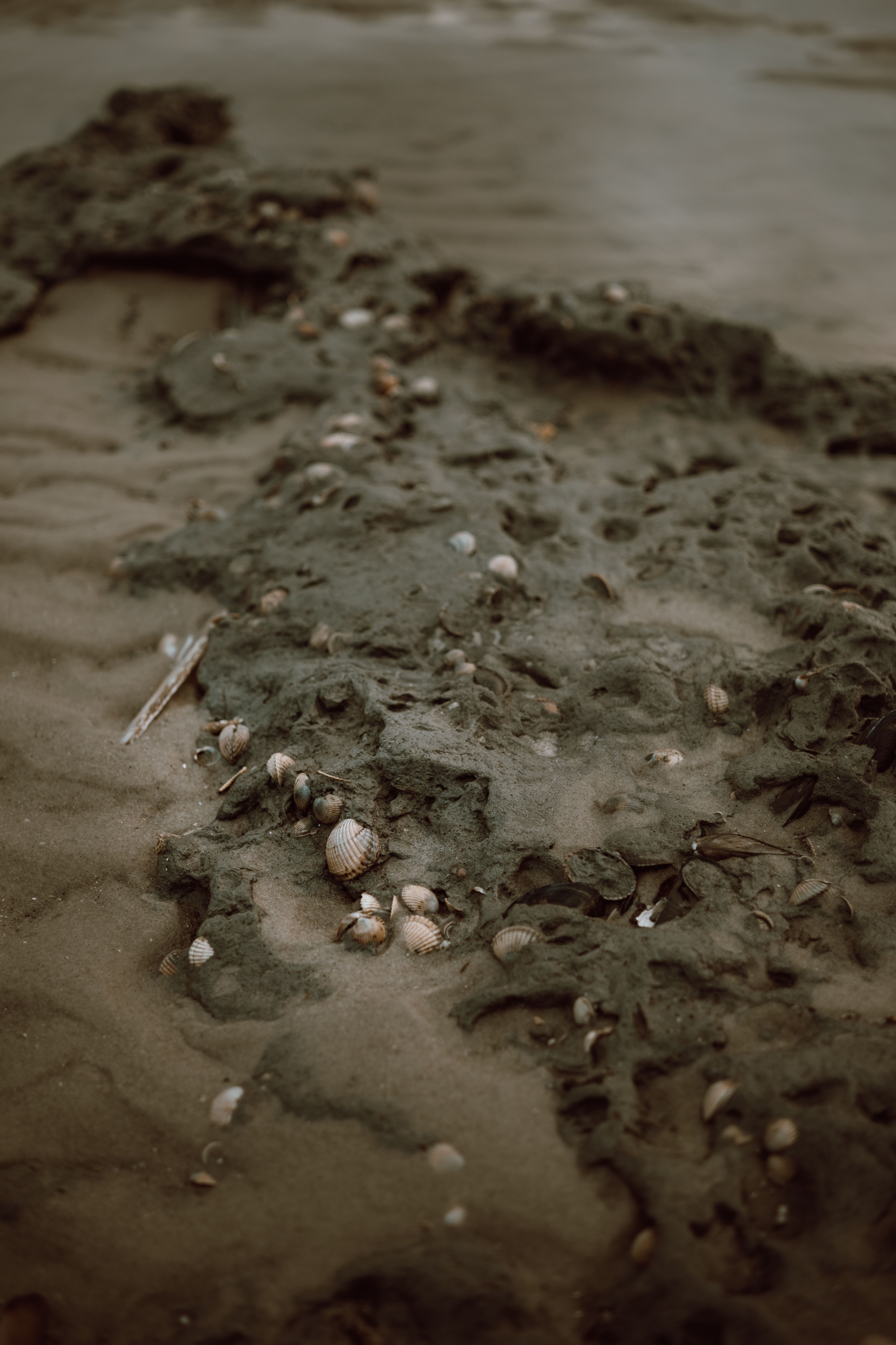 Shells on Muddy Beach at Low Tide in Sankt Peter-Ording · Free Stock Photo