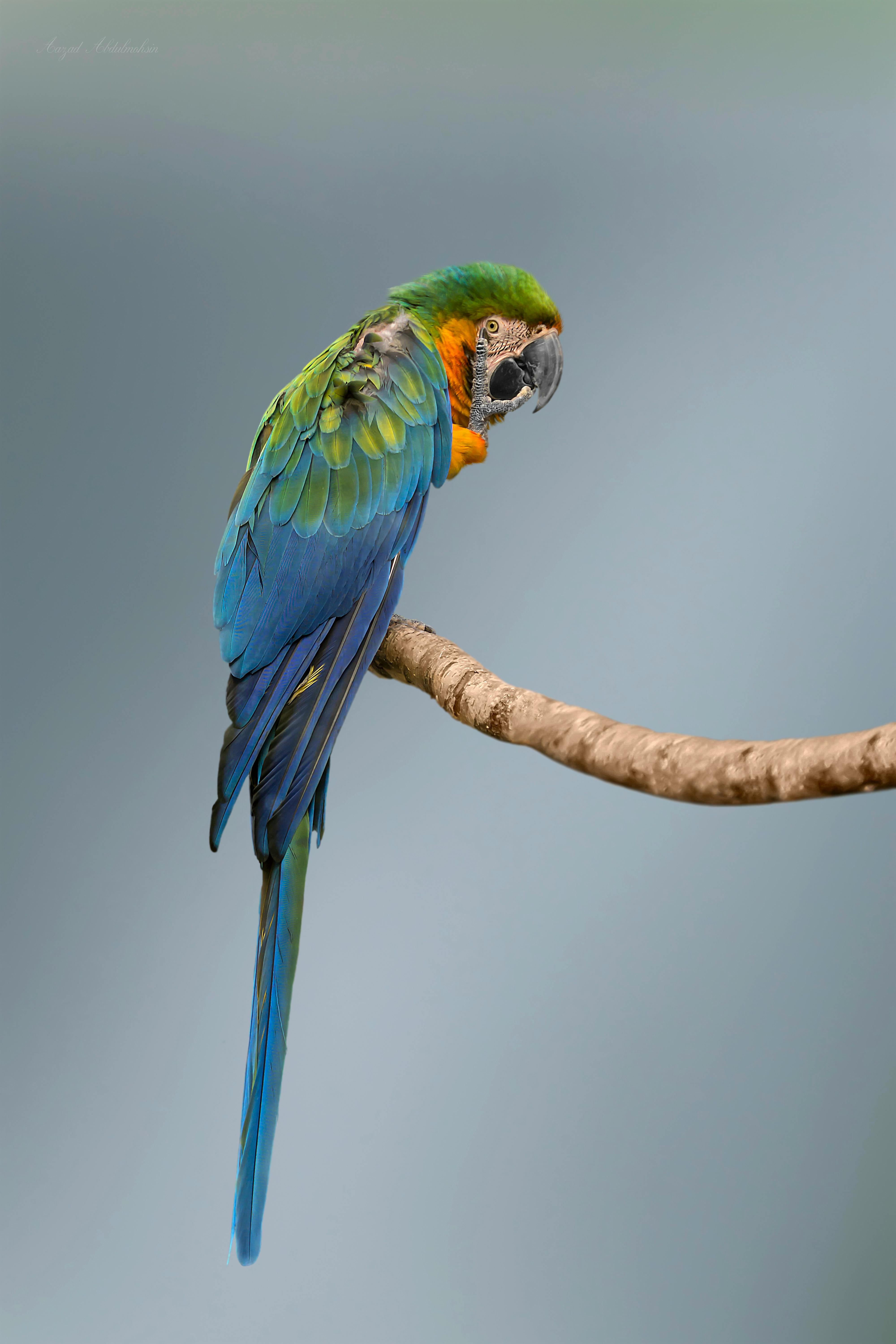 Blue and Green Macaw · Free Stock Photo