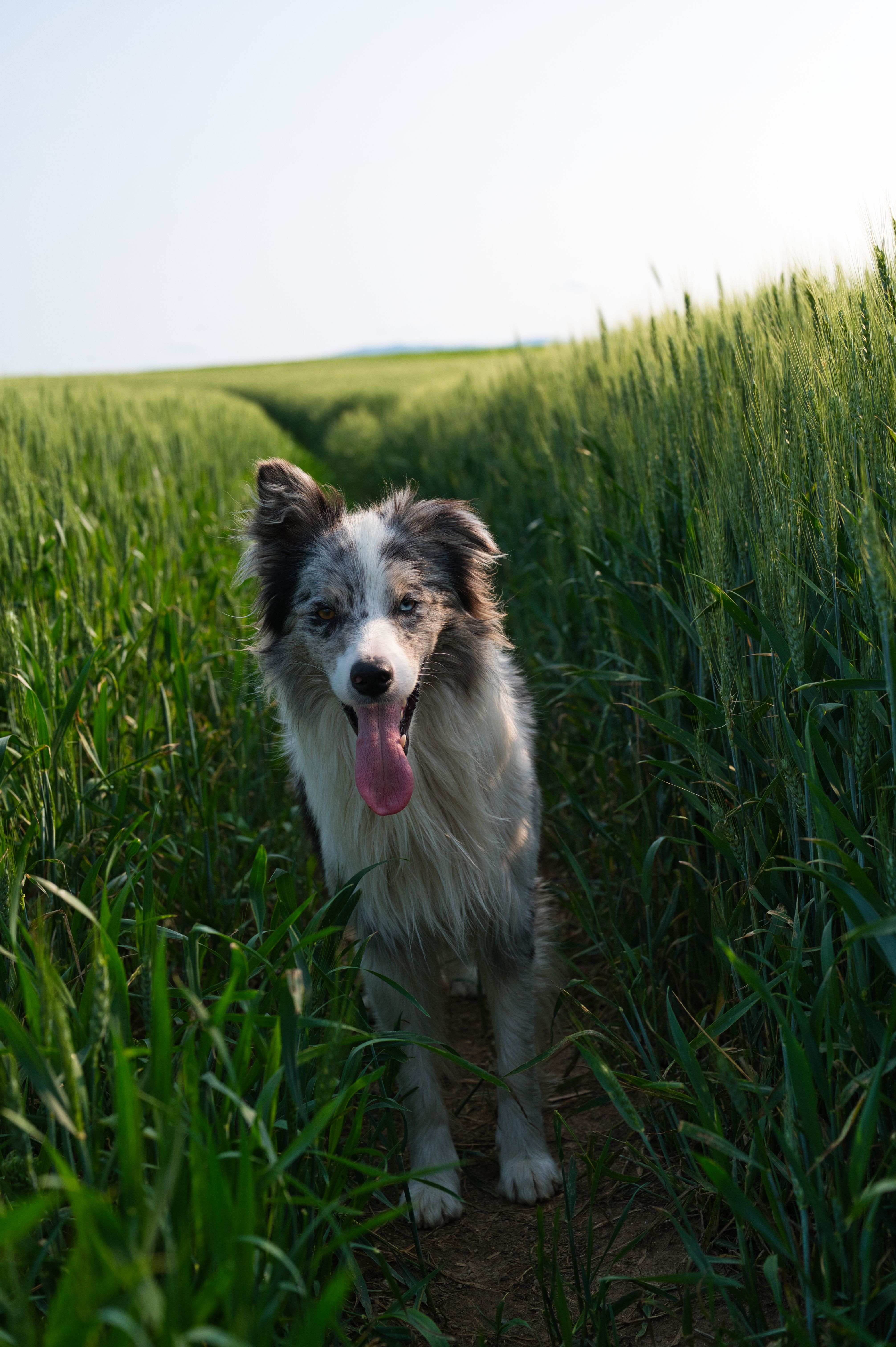 Energetic Border Collie in a Lush Green Field · Free Stock Photo