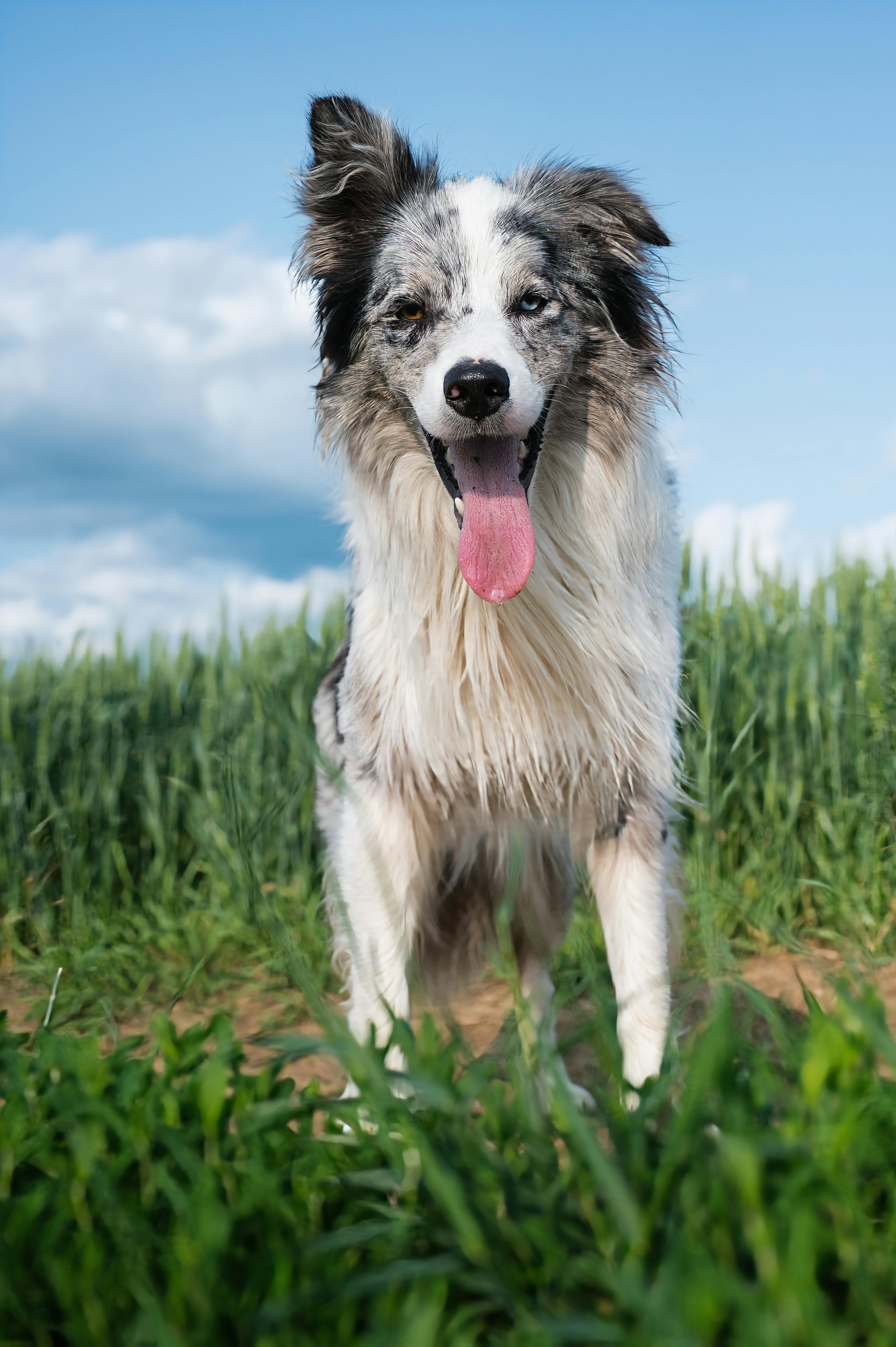 Sprinter Landscape Photos, Download The BEST Free Sprinter Landscape ...