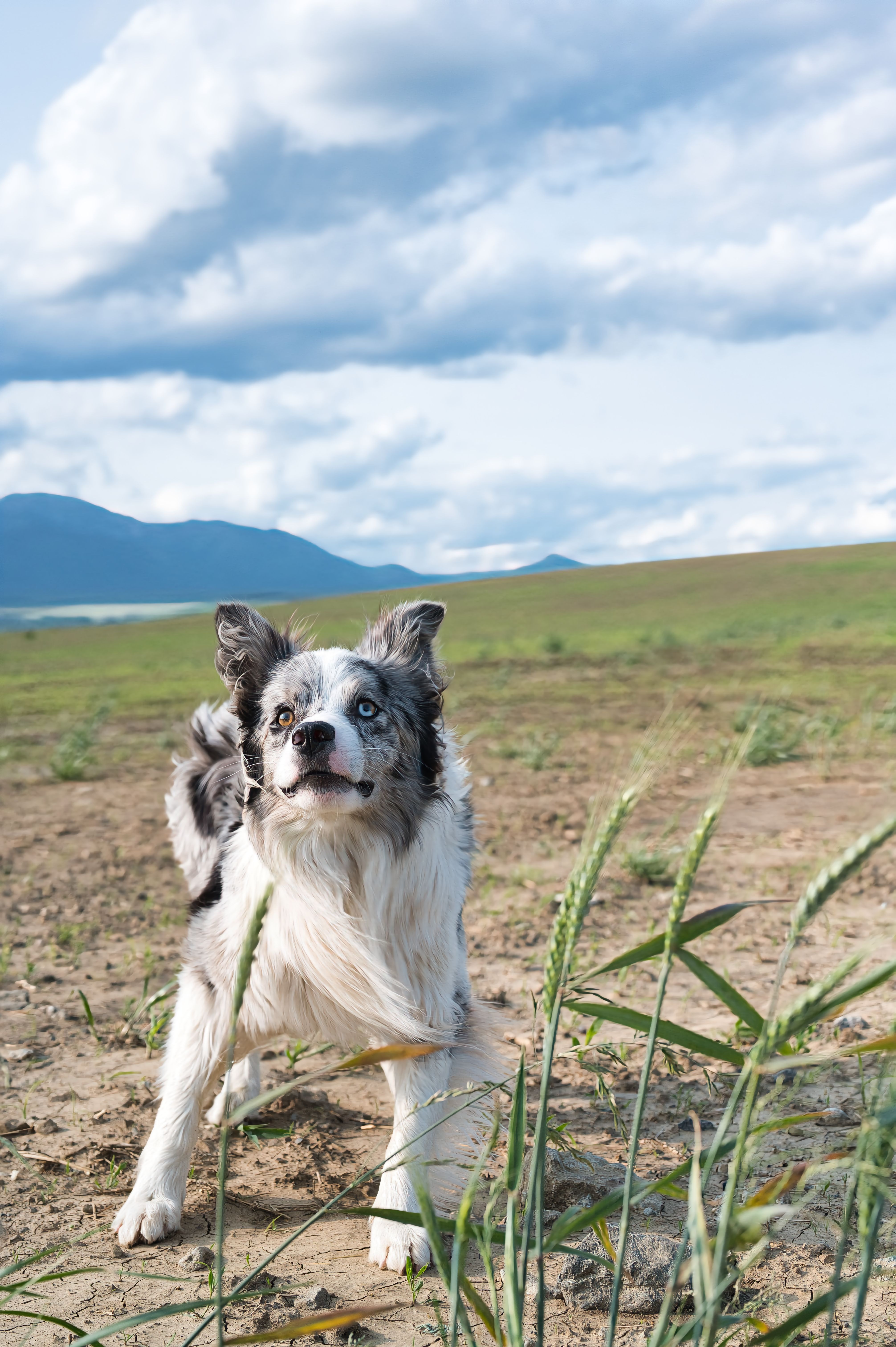 Free Dog Photos, Download The BEST Free Free Dog Stock Photos & HD Images
