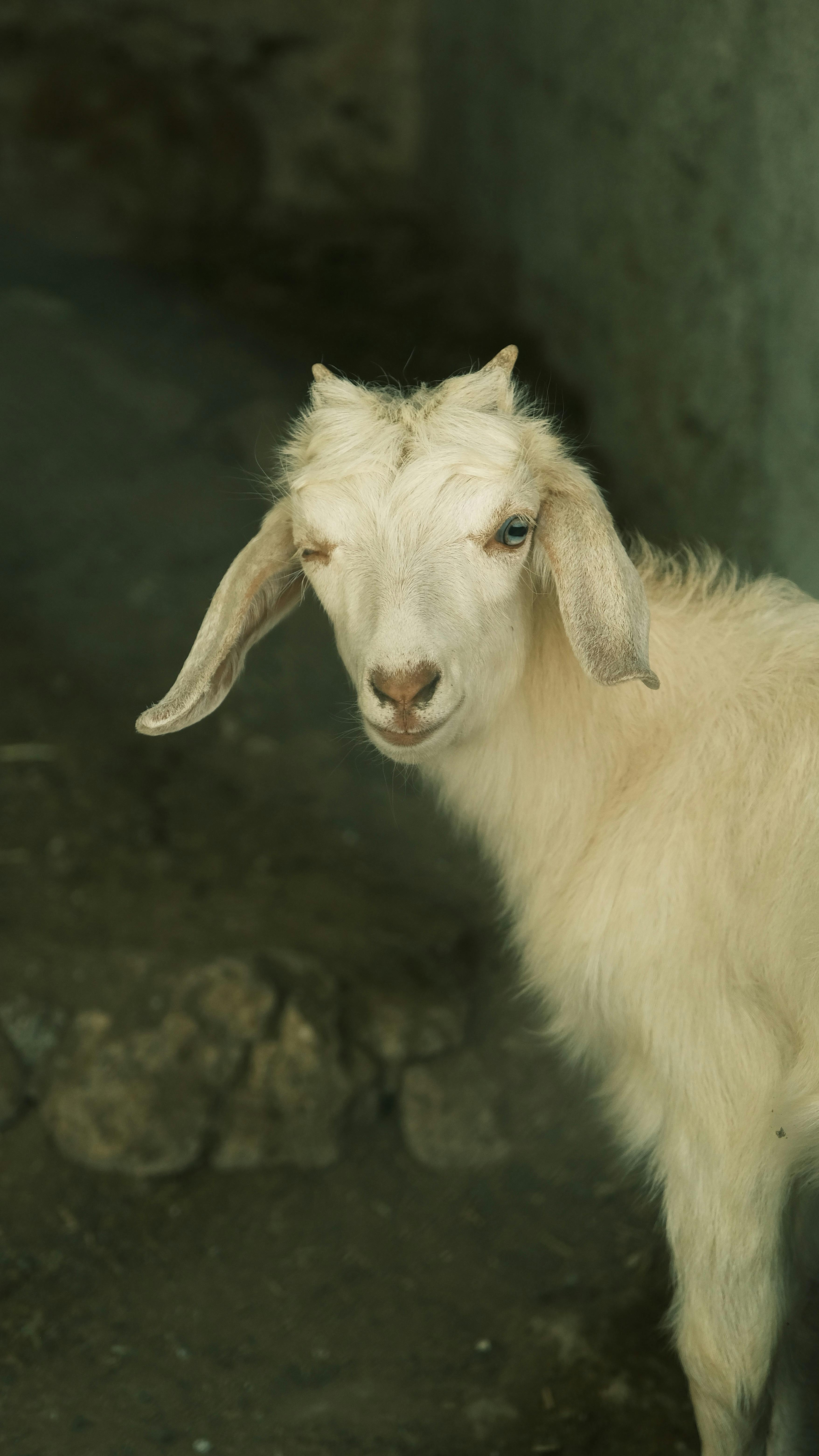 Cute Goat Photos, Download The BEST Free Cute Goat Stock Photos & HD Images