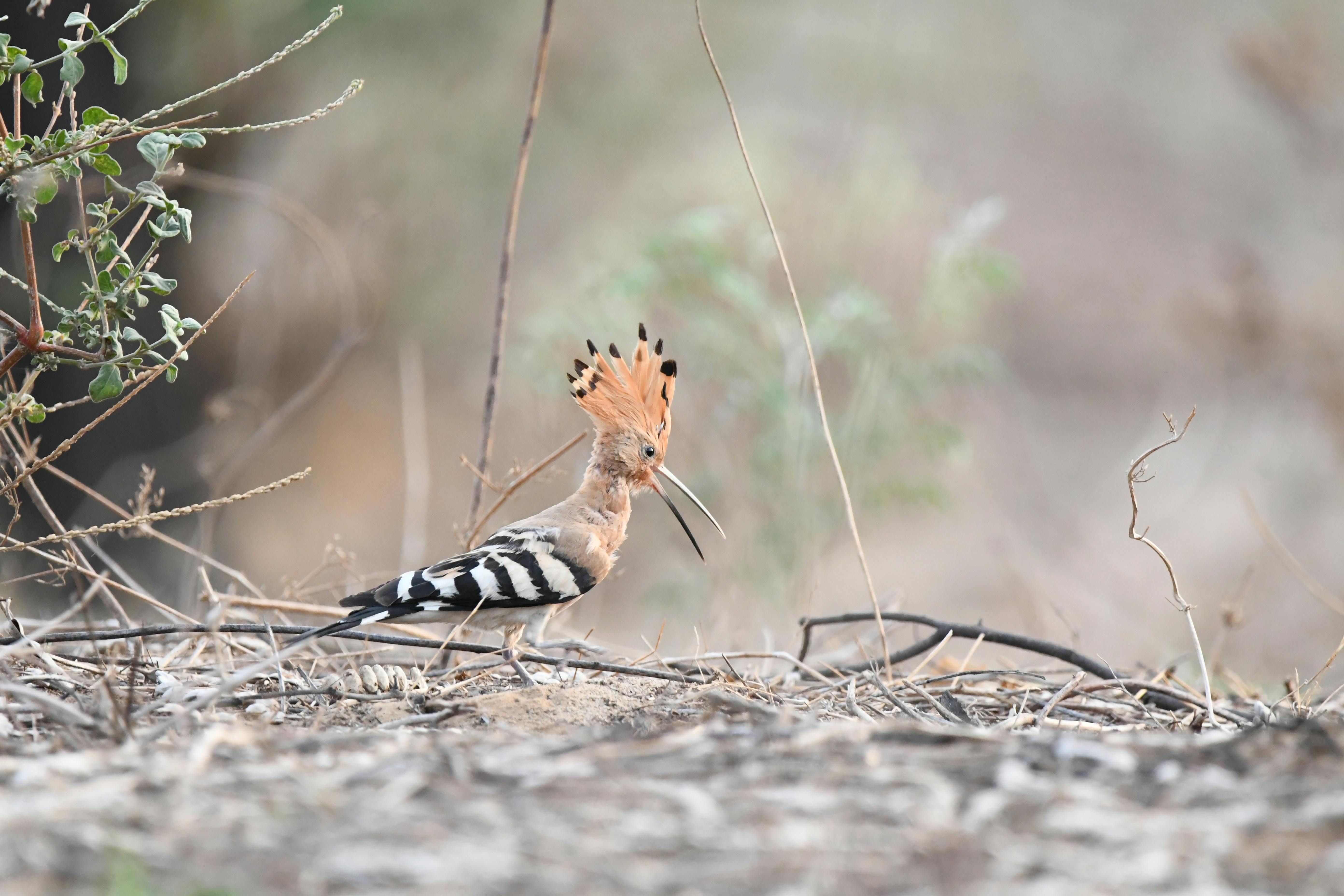 Search+Uen+Iras Photos, Download The BEST Free Search+Uen+Iras Stock ...