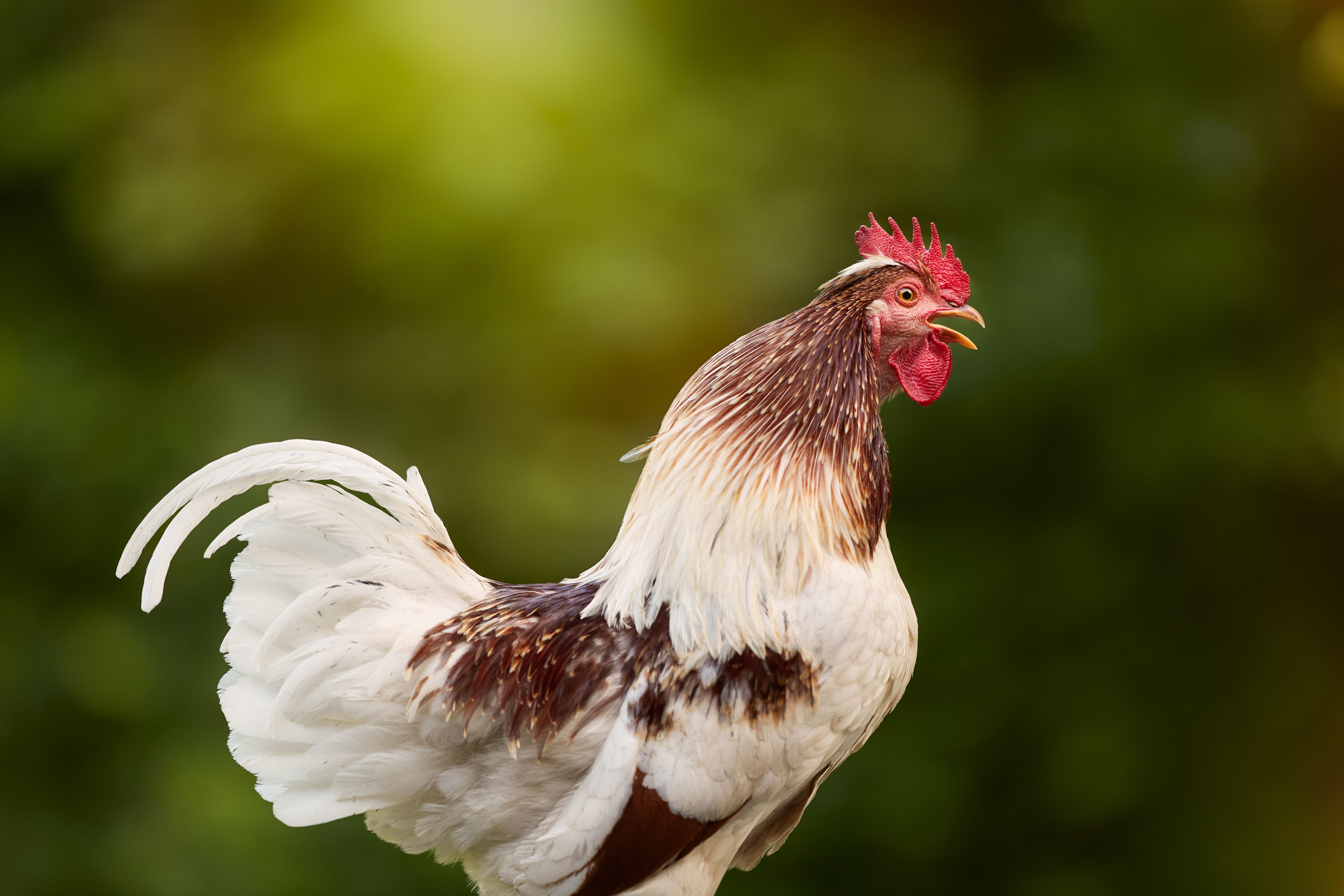 Crowing Rooster with Vibrant Red Comb · Free Stock Photo