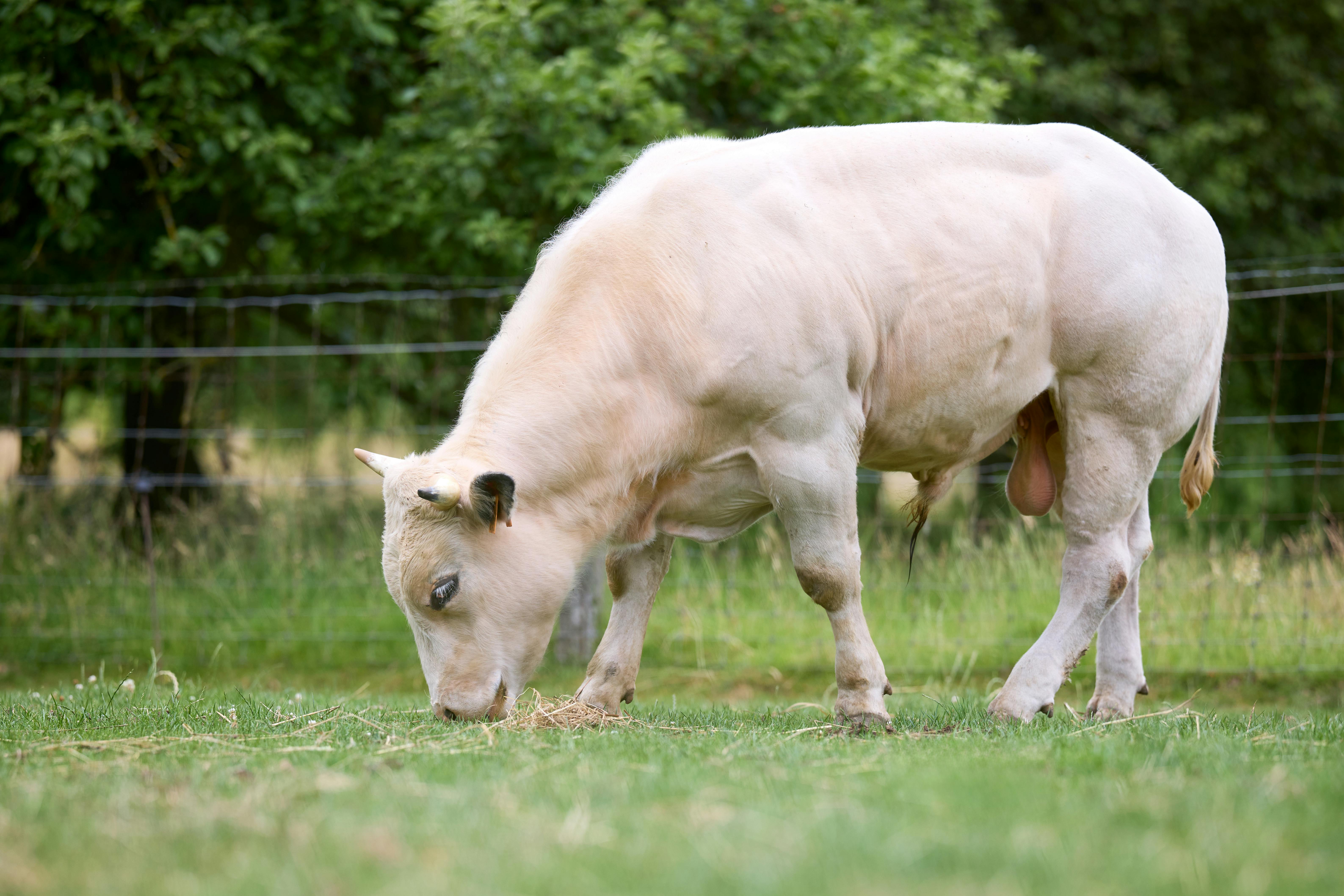 White Bull Grazing in a Lush Green Field · Free Stock Photo