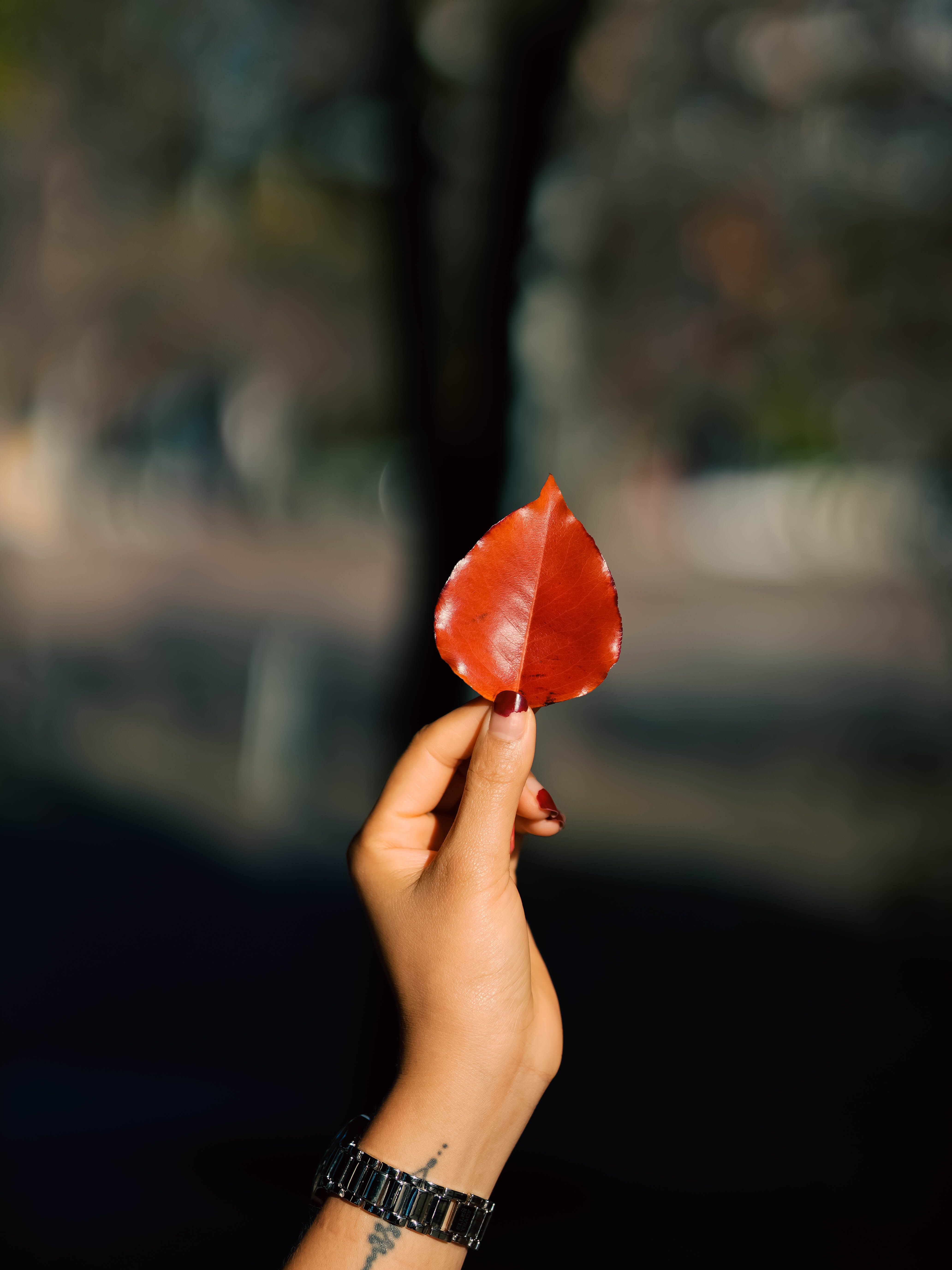 Close-up of Hand Holding Red Leaf Outdoors · Free Stock Photo
