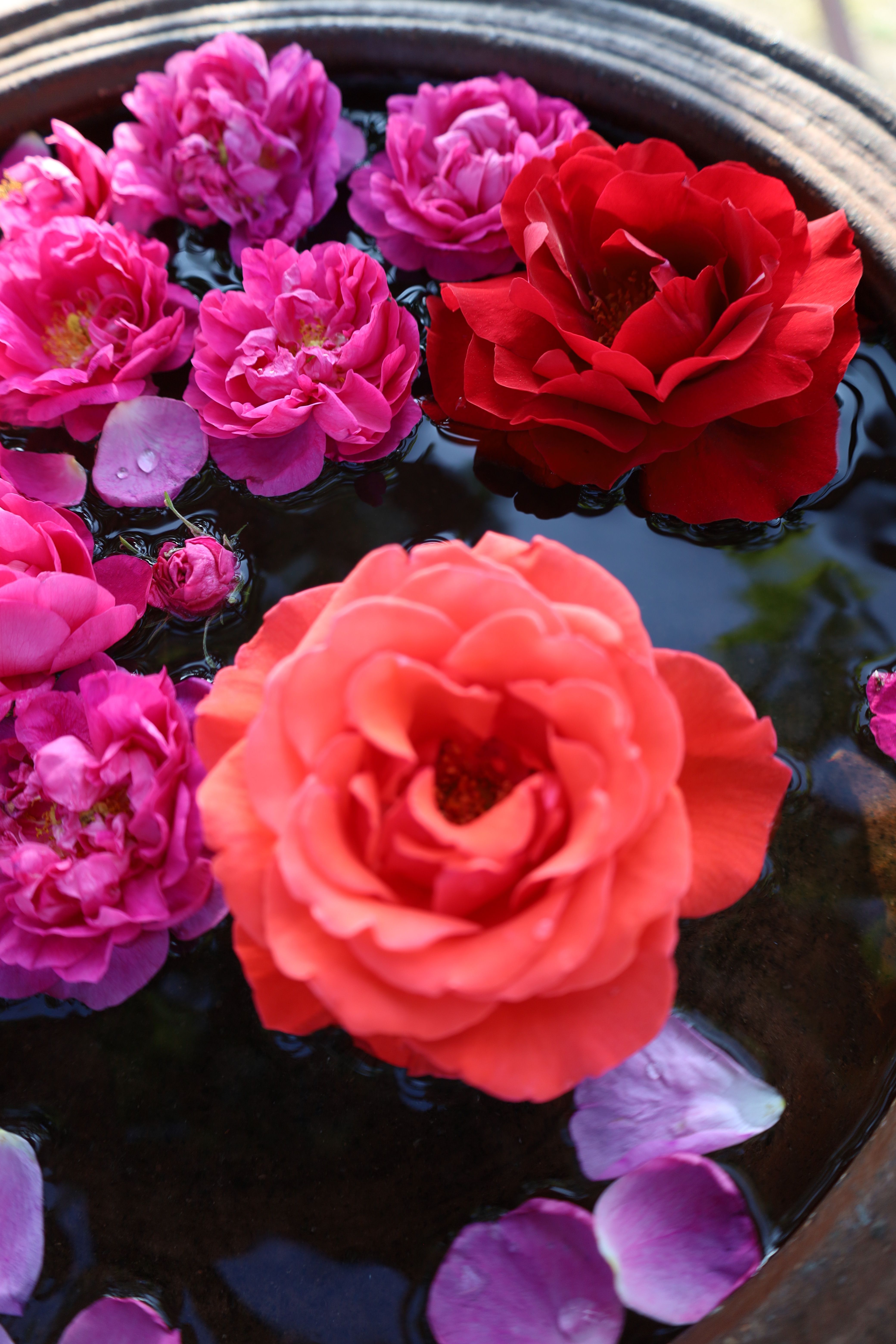 Vibrant Roses Floating in Water Close-Up · Free Stock Photo