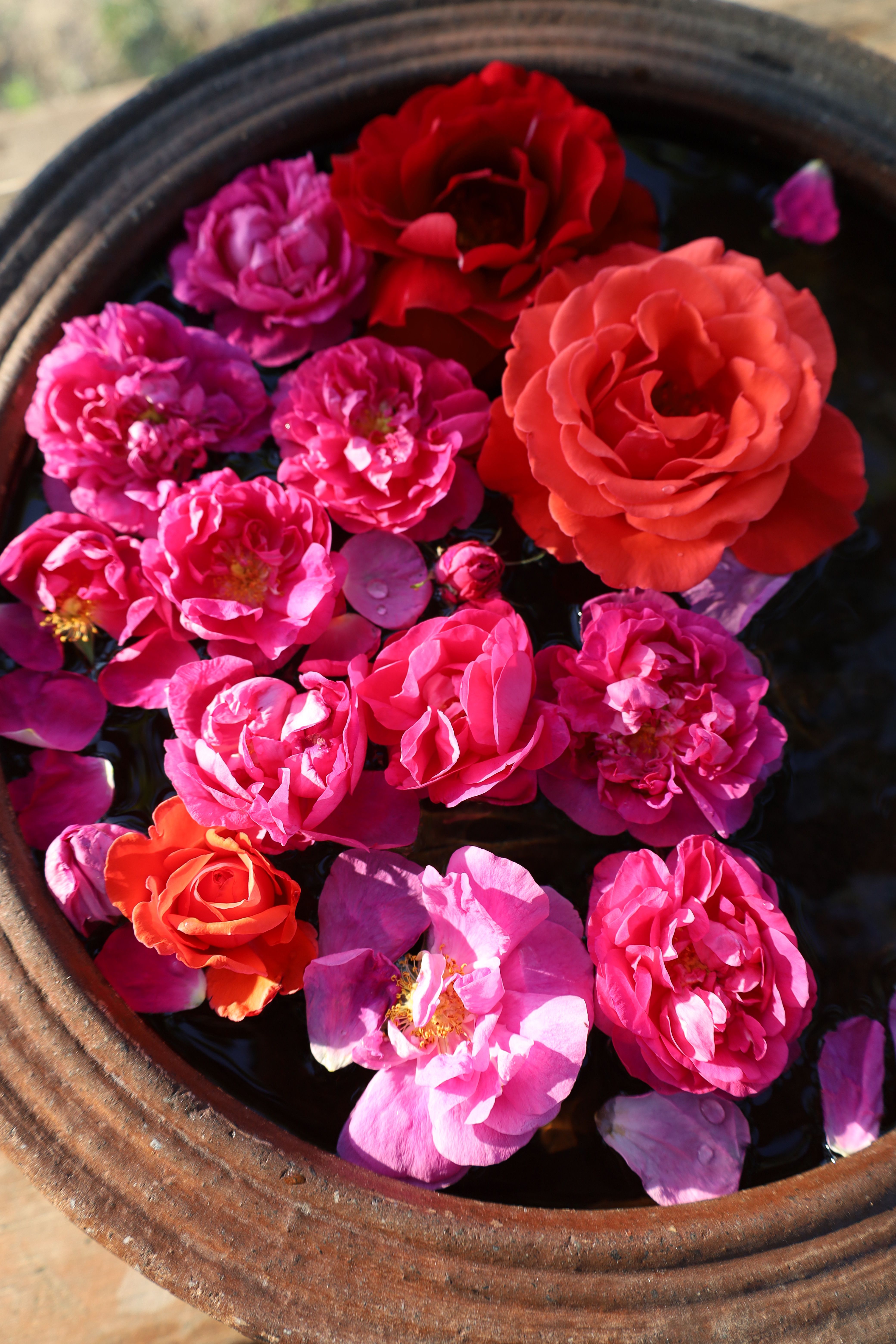 Vibrant Rose Petals Floating in Rustic Bowl · Free Stock Photo