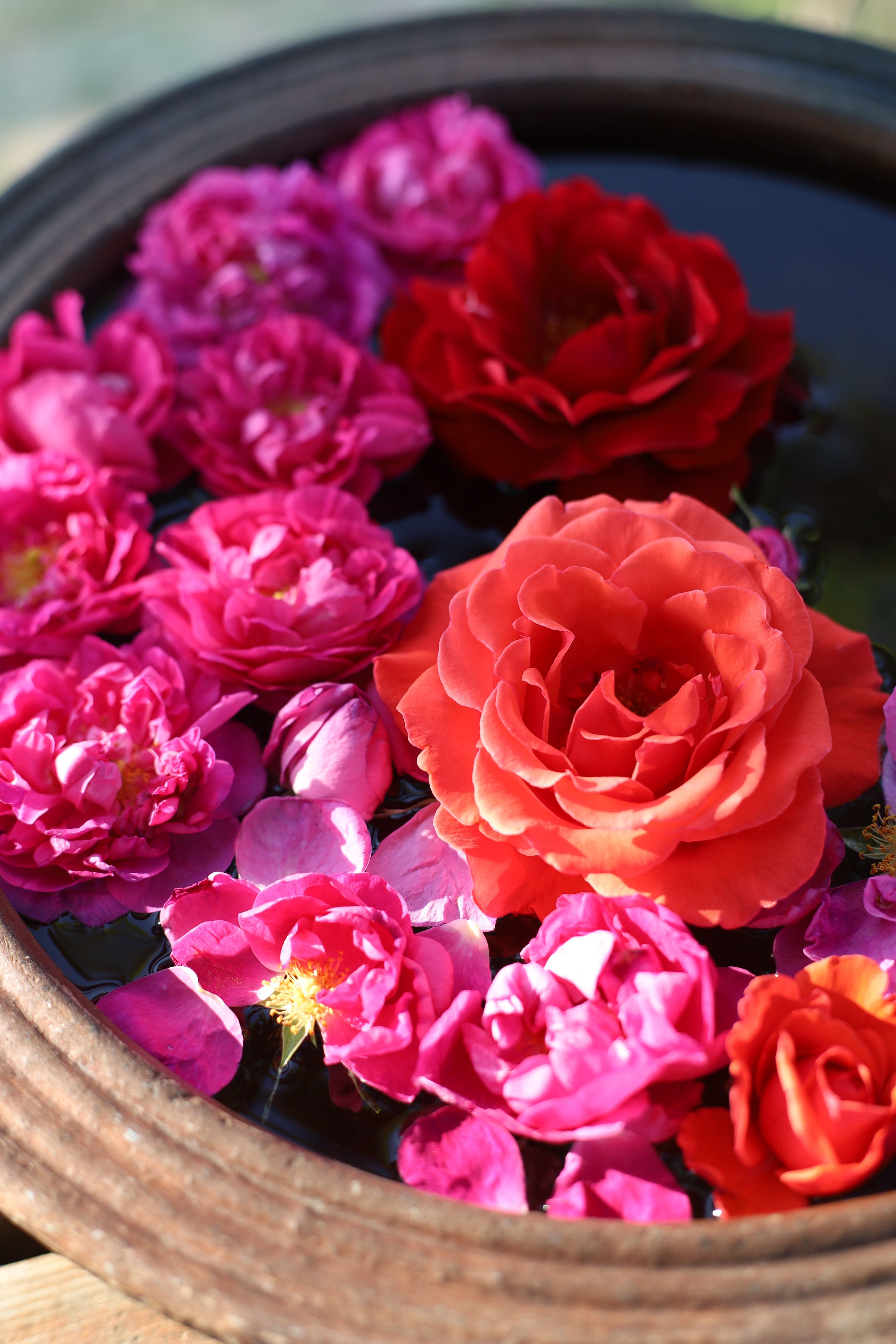 Vibrant Floating Flowers in Water Bowl · Free Stock Photo