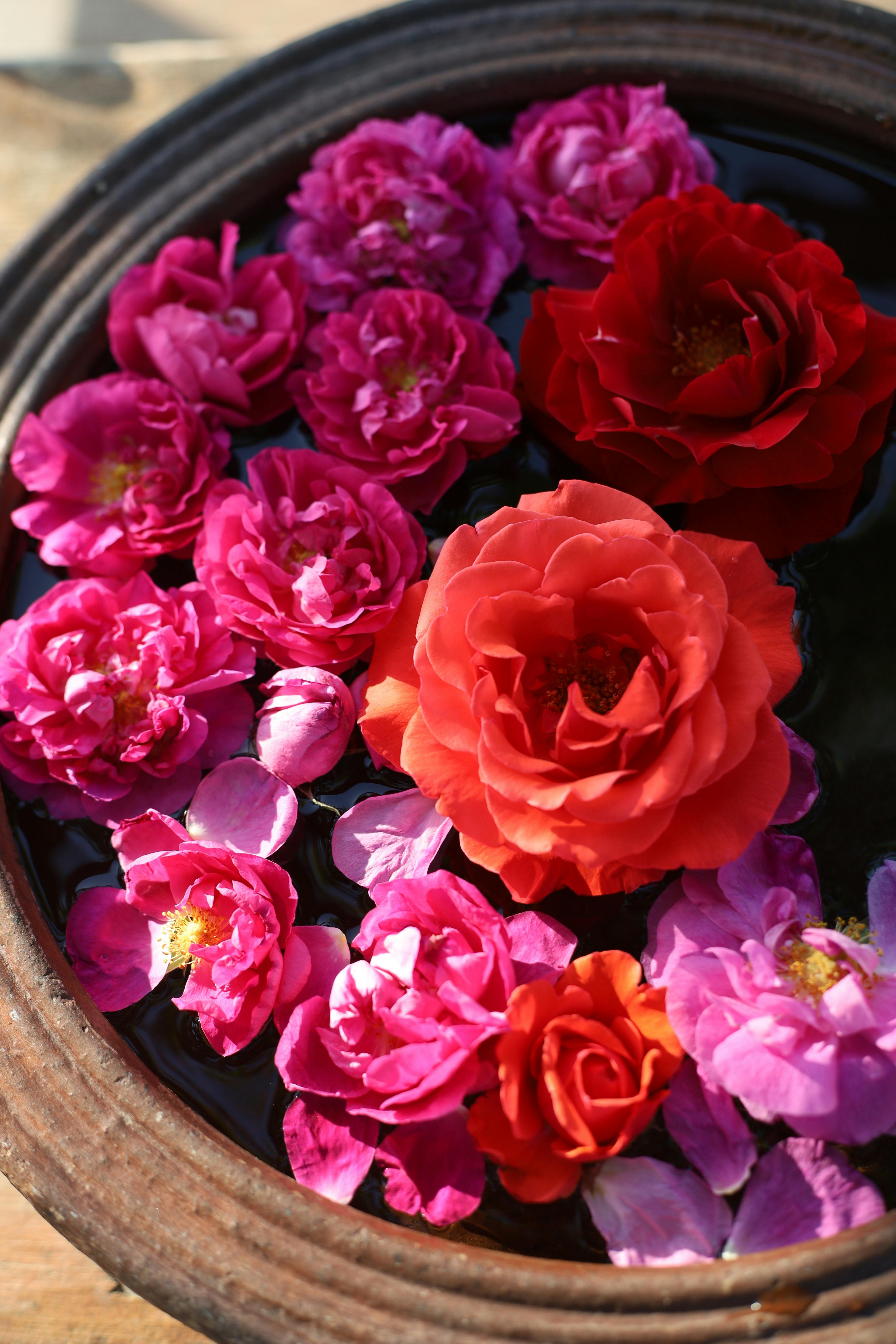 Vibrant Roses Floating in Clay Bowl · Free Stock Photo