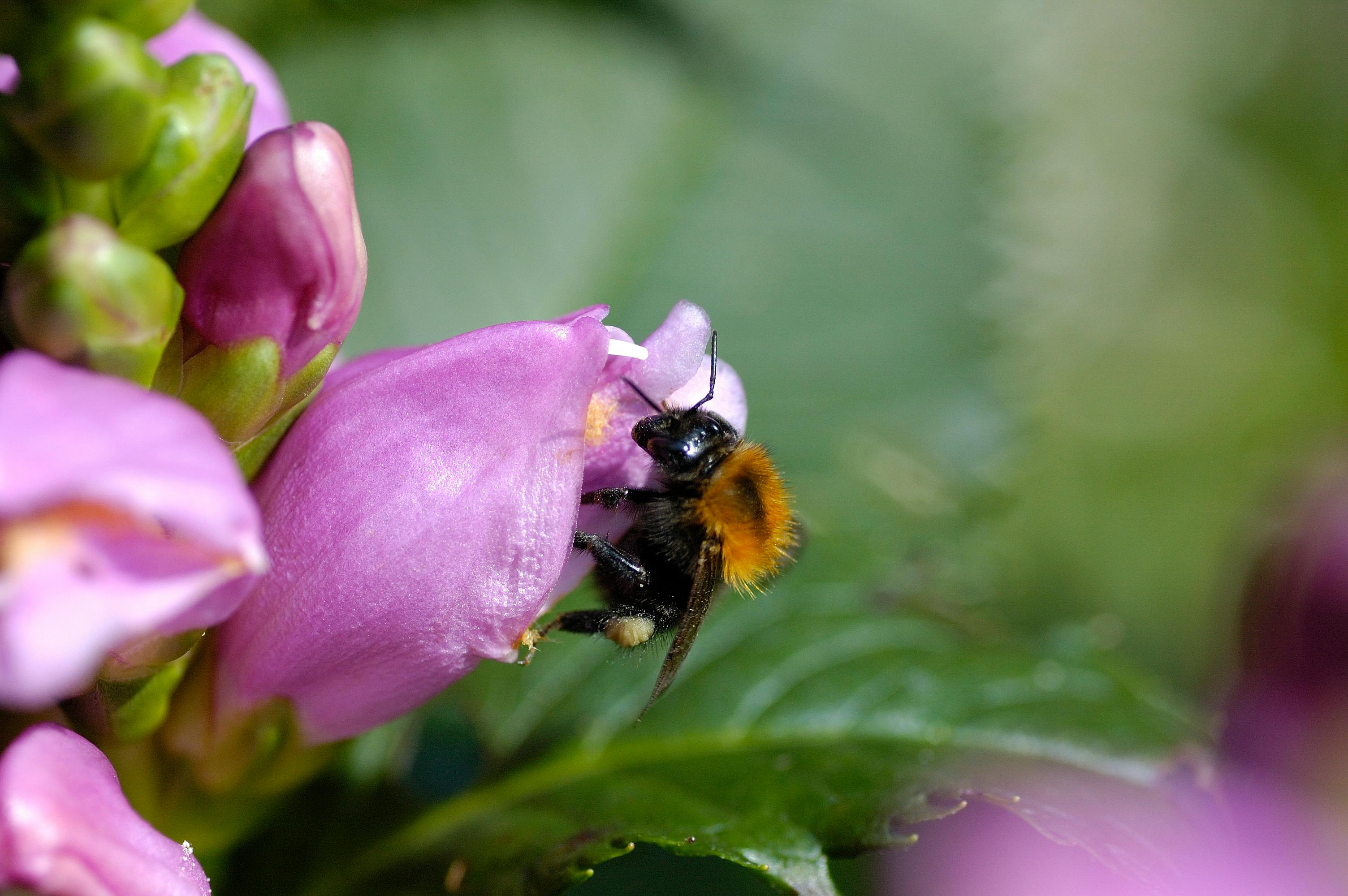Pollen Photos, Download The BEST Free Pollen Stock Photos & HD Images