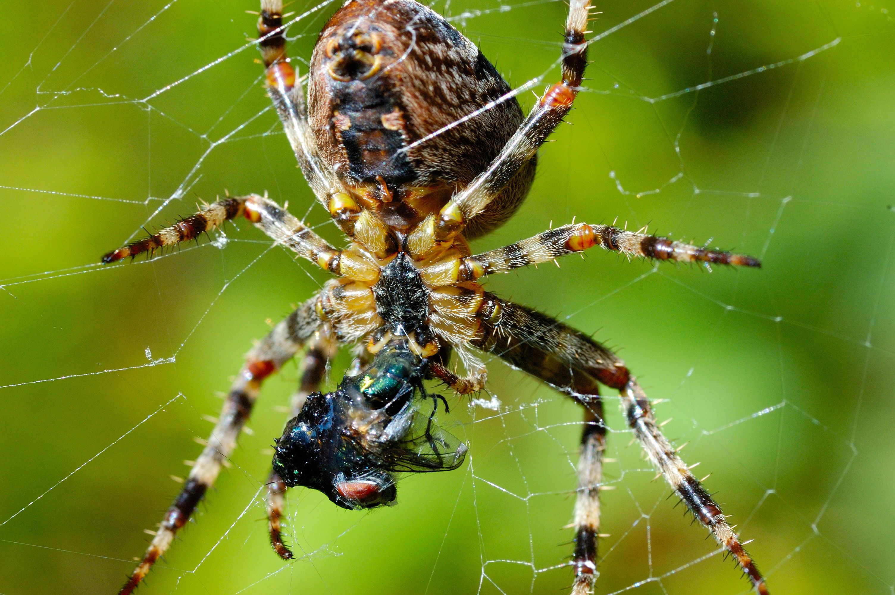 Close-up of Spider with Captured Fly in Web · Free Stock Photo