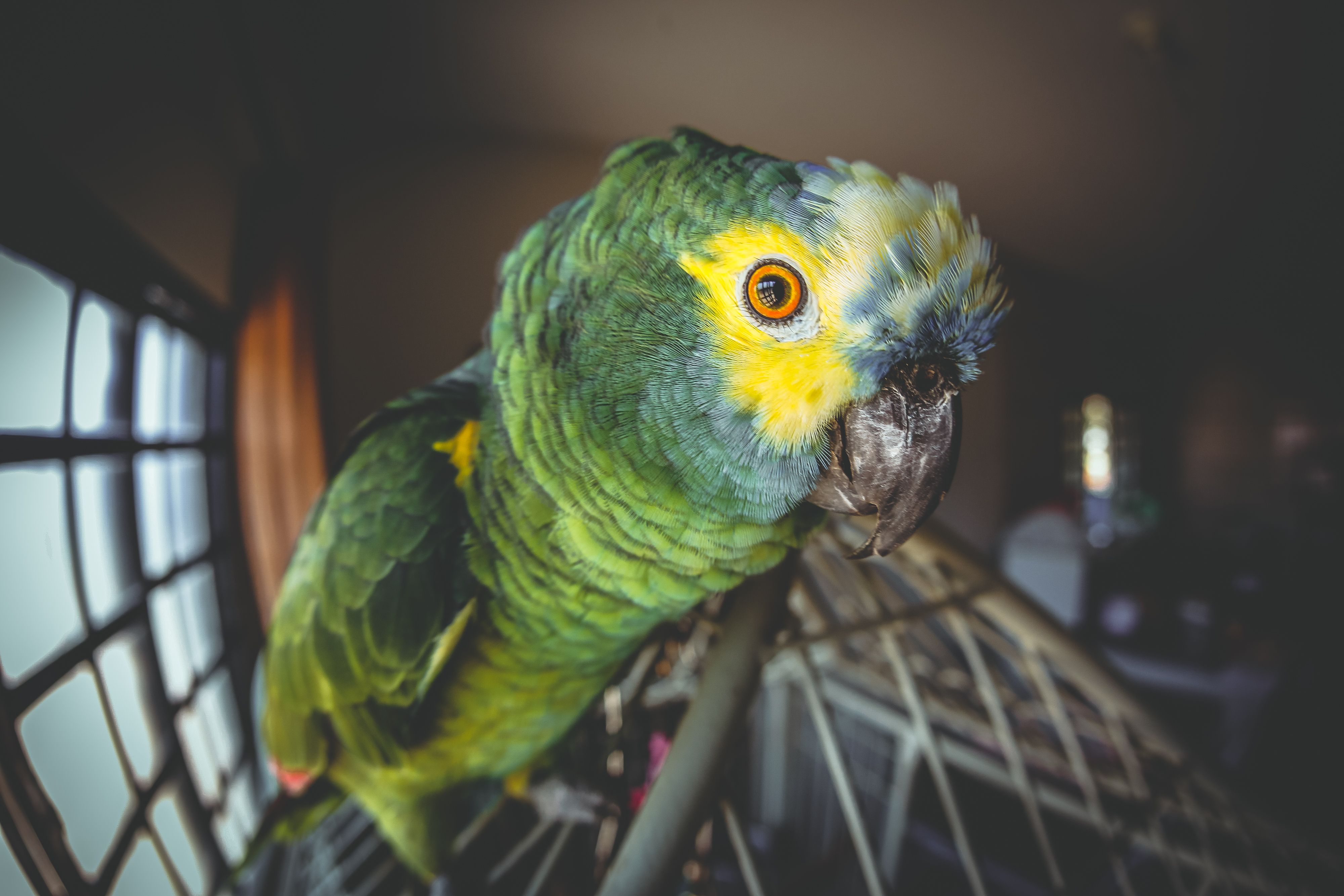 Blue and White Parakeet on Red Flooring · Free Stock Photo