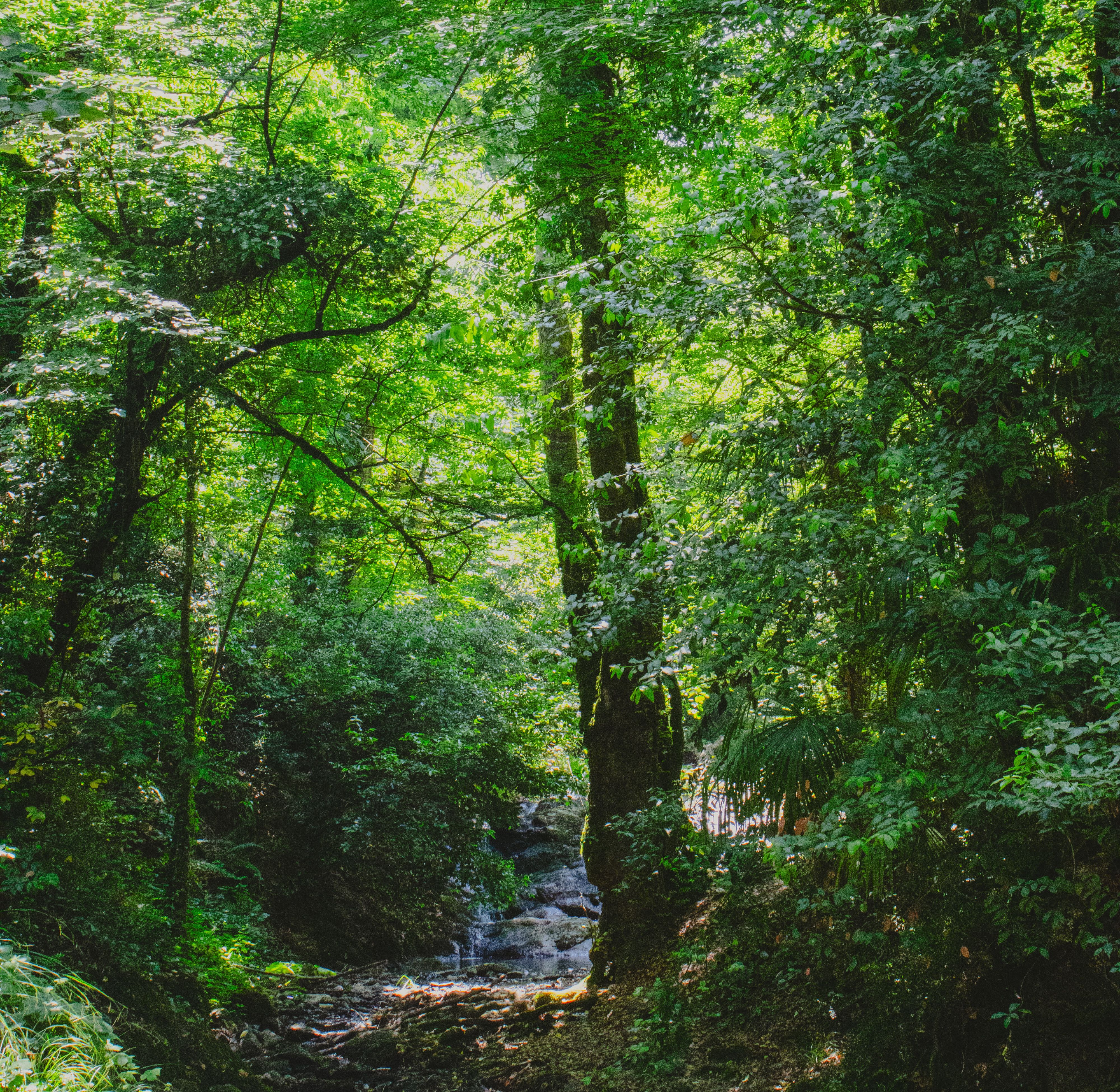 Serene Forest Scene in Yalova, Türkiye · Free Stock Photo