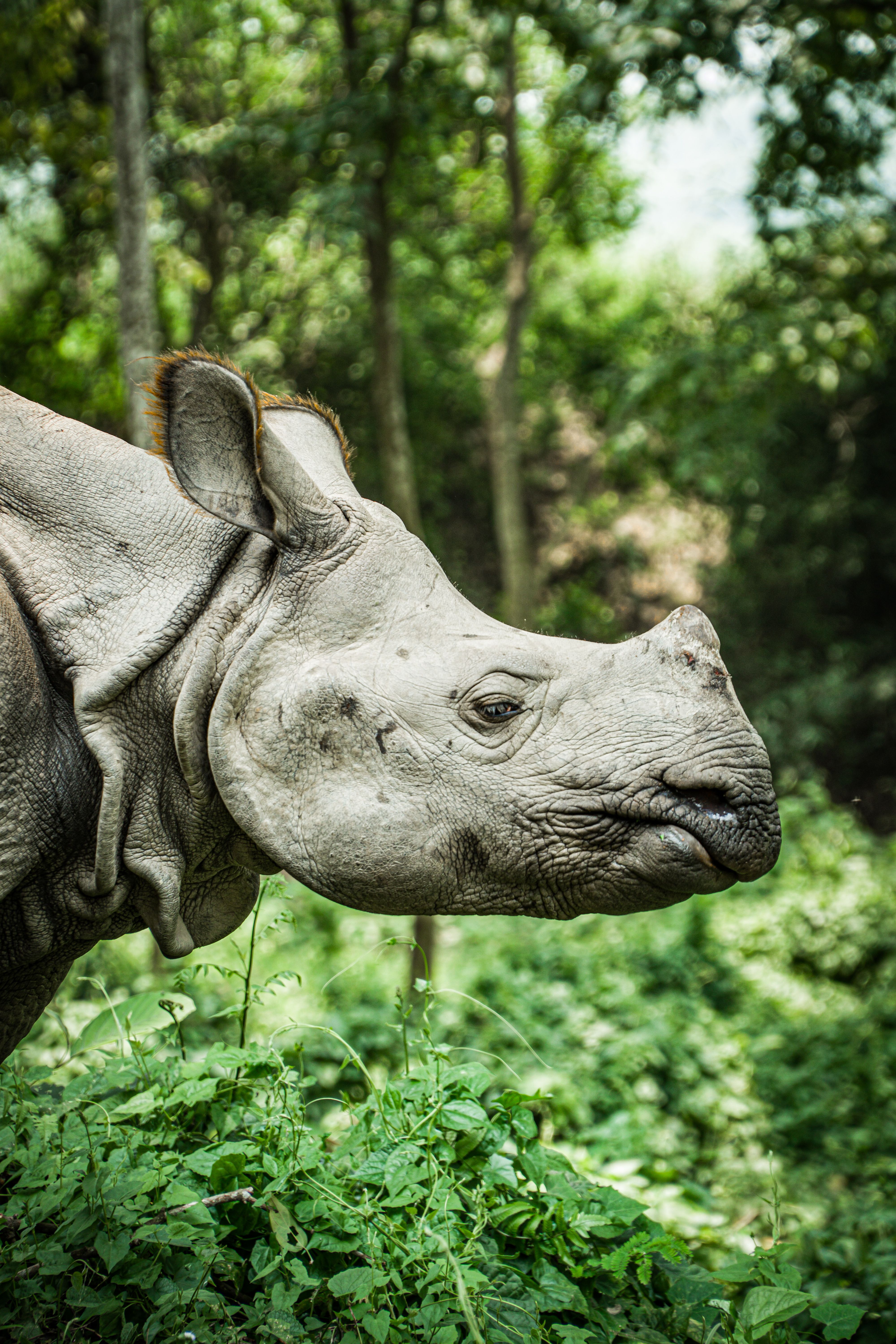 Chitwan National Park Photos, Download The BEST Free Chitwan National ...
